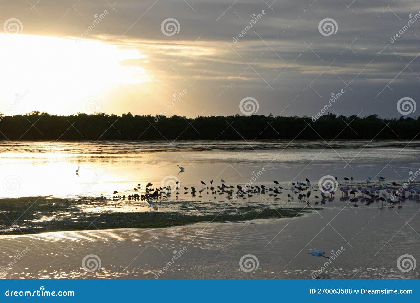 Birds Silhouette Sunset stock photo. Image of birdwatching - 270063588