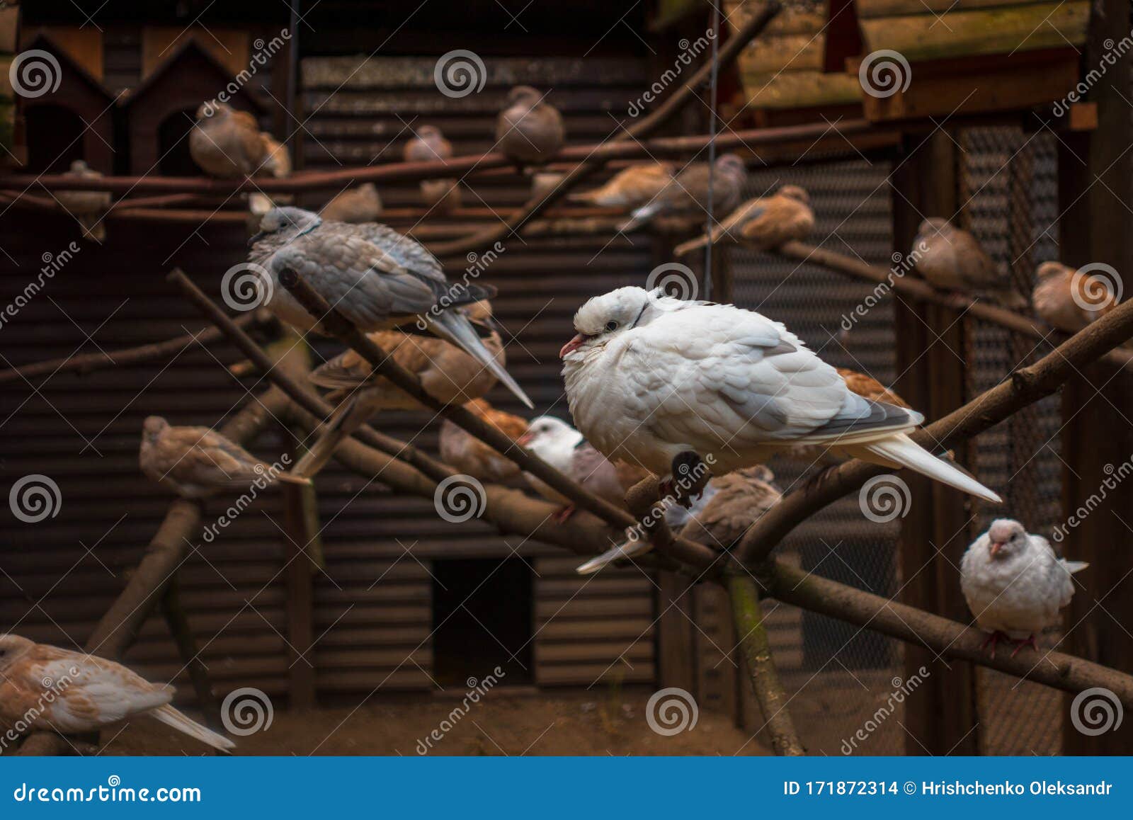 Birds Sit on Branches in an Artificial Aviary Stock Photo - Image of ...