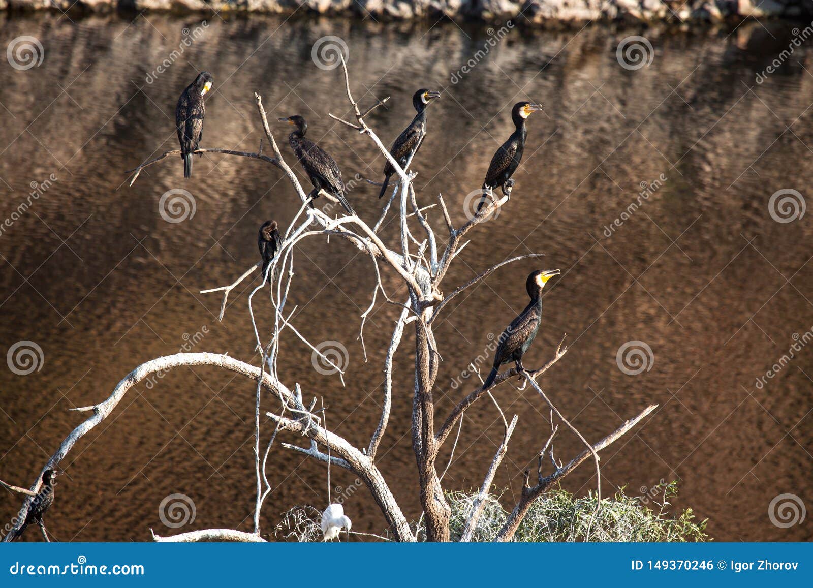 Birds sit on a dry tree stock photo. Image of closeup - 149370246