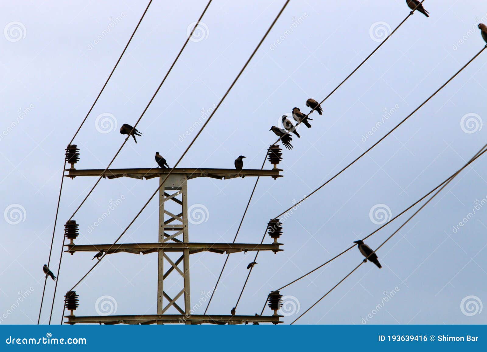 Birds Sit on Electric Wires Against the Background of a Cloudy Sky ...