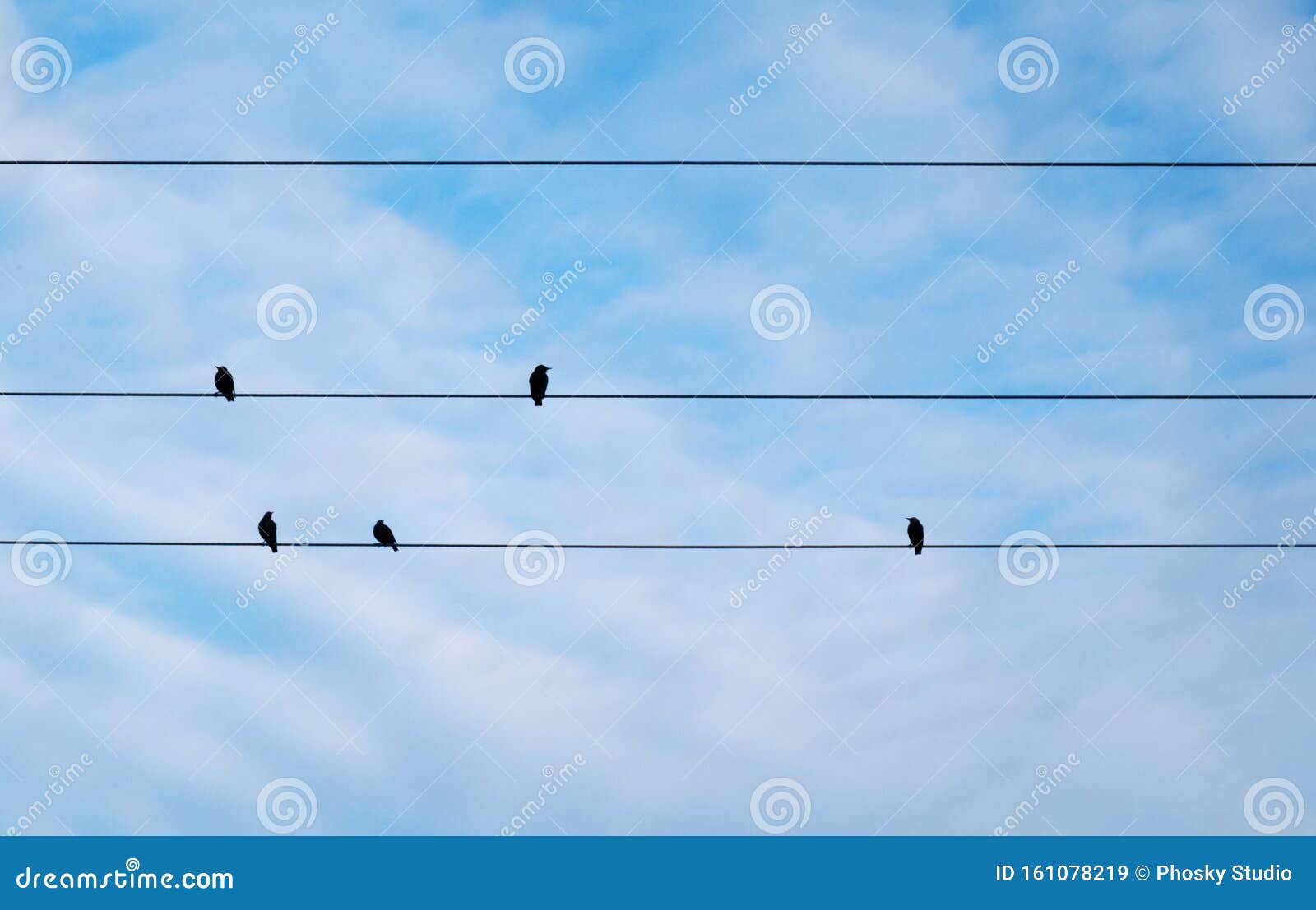 Birds sit on power lines. stock image. Image of swallow - 161078219