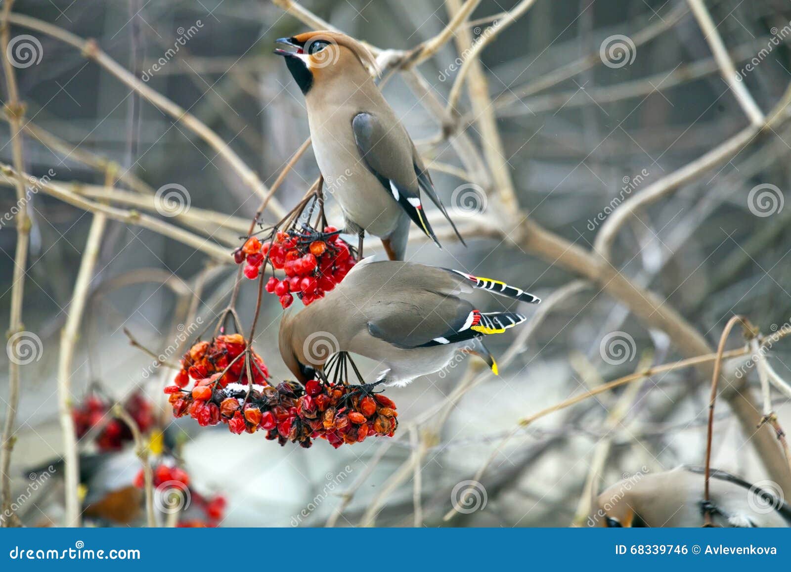 Birds sitting on ash stock photo. Image of garden, white - 68339746