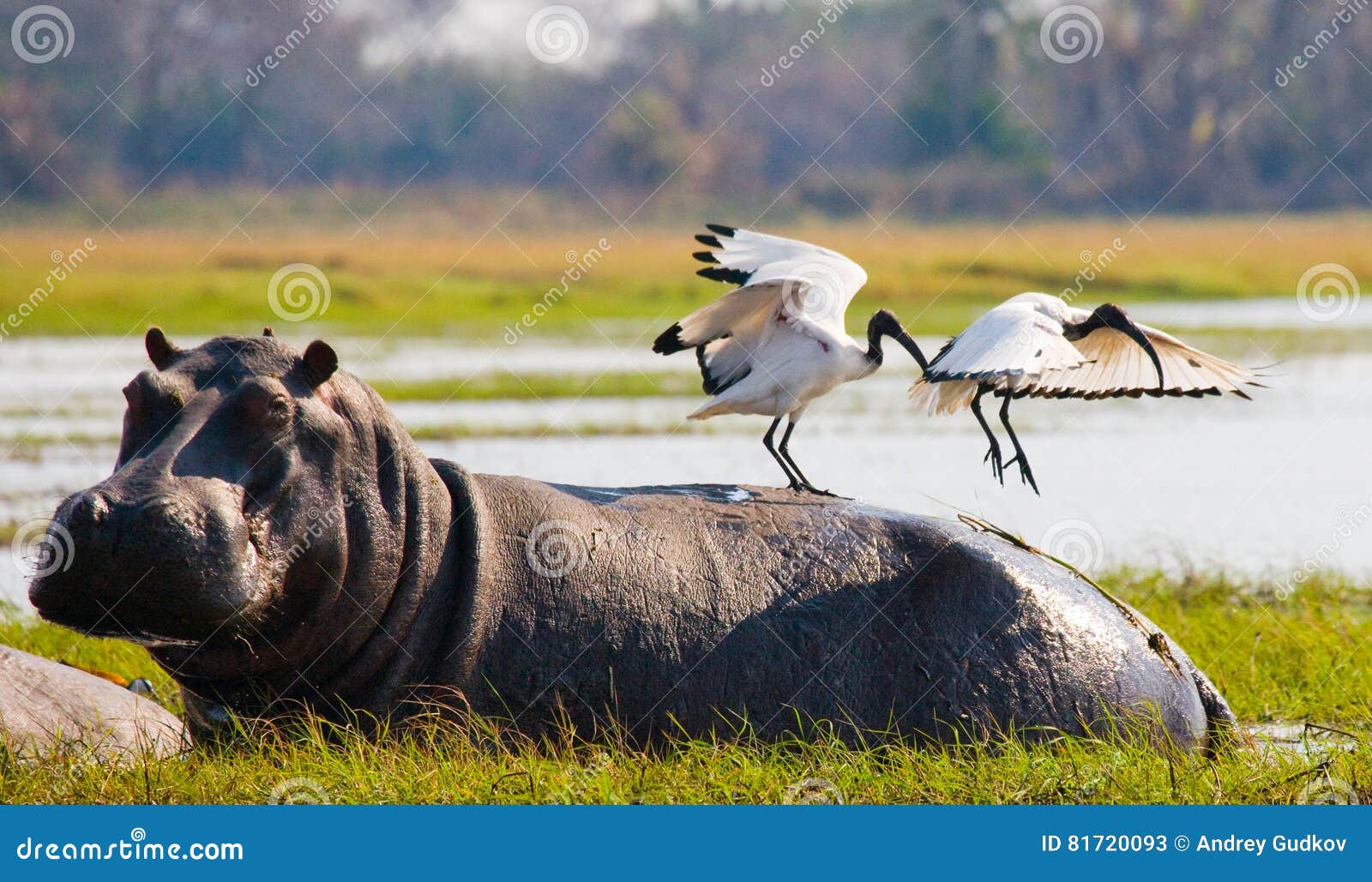 Birds are Sitting on the Back of a Hippopotamus. Botswana. Okavango ...