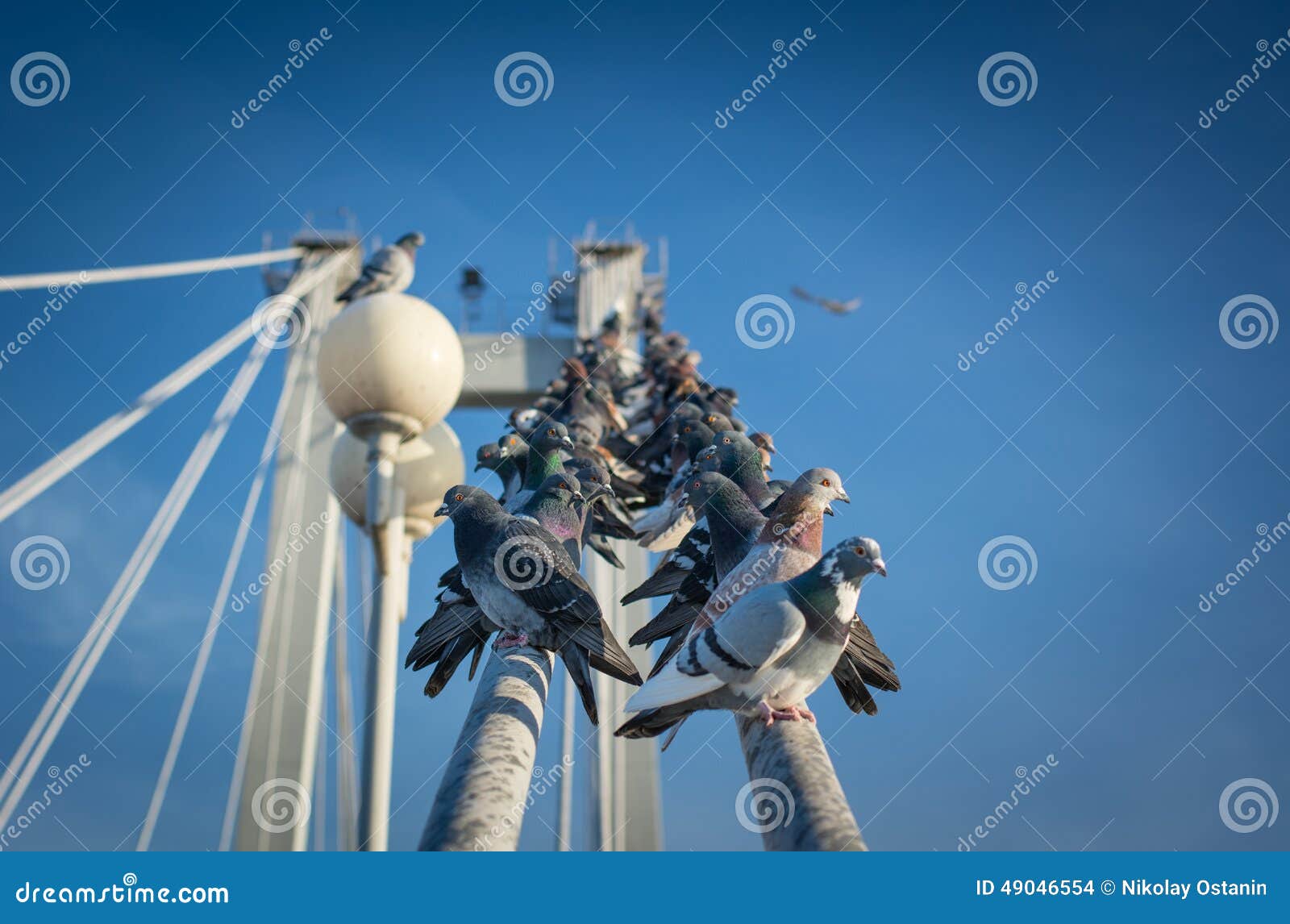 Birds stock photo. Image of sitting, blue, outdoor, bridge - 49046554