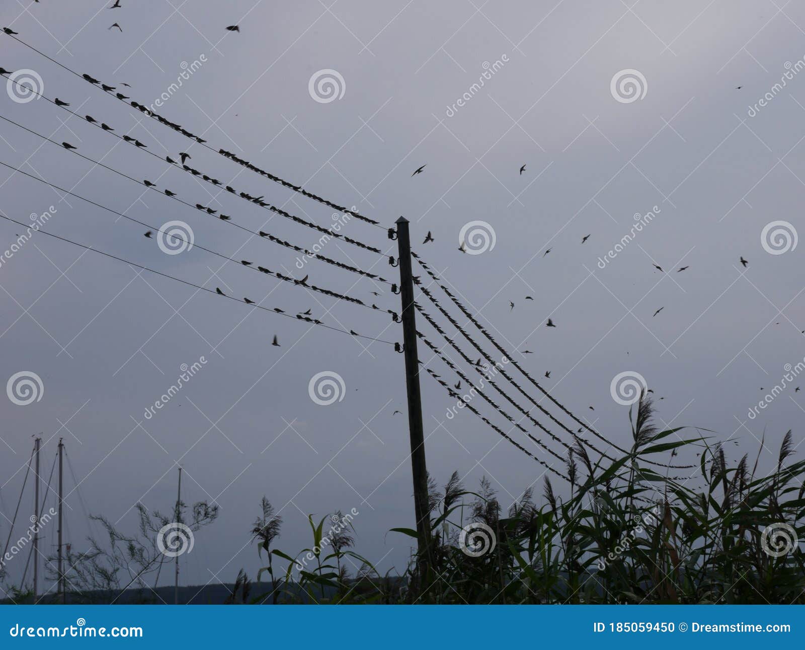 Birds Sitting on a Electricity Pylon Stock Photo - Image of bird ...