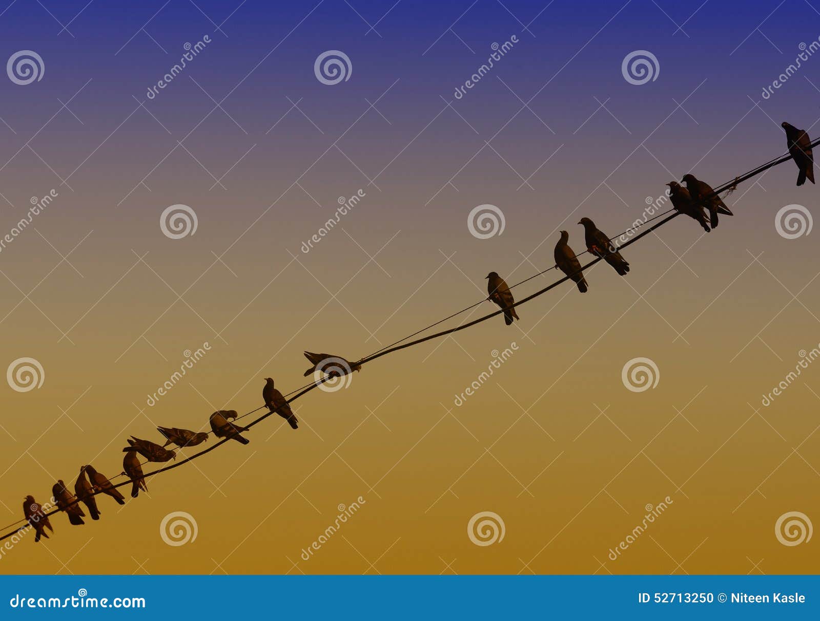 Birds Sitting on Power Cable Stock Photo - Image of power, resolution ...