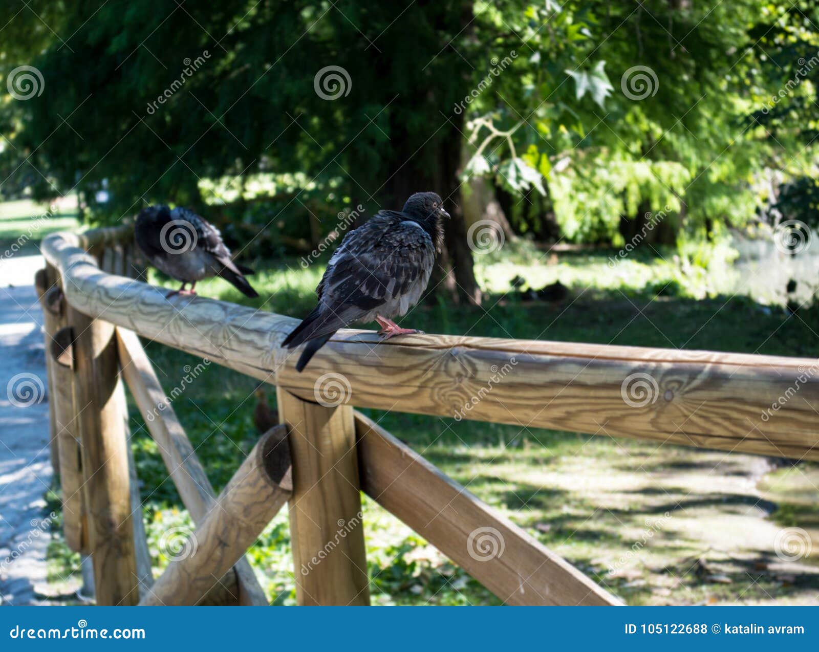 Birds sitting on a railing stock photo. Image of city - 105122688