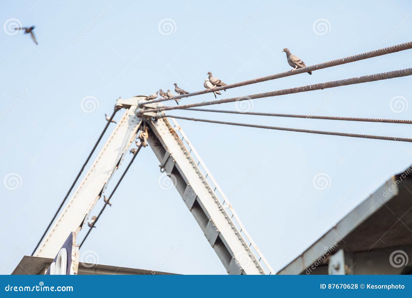 Birds sitting on sling stock photo. Image of sling, sitting - 87670628