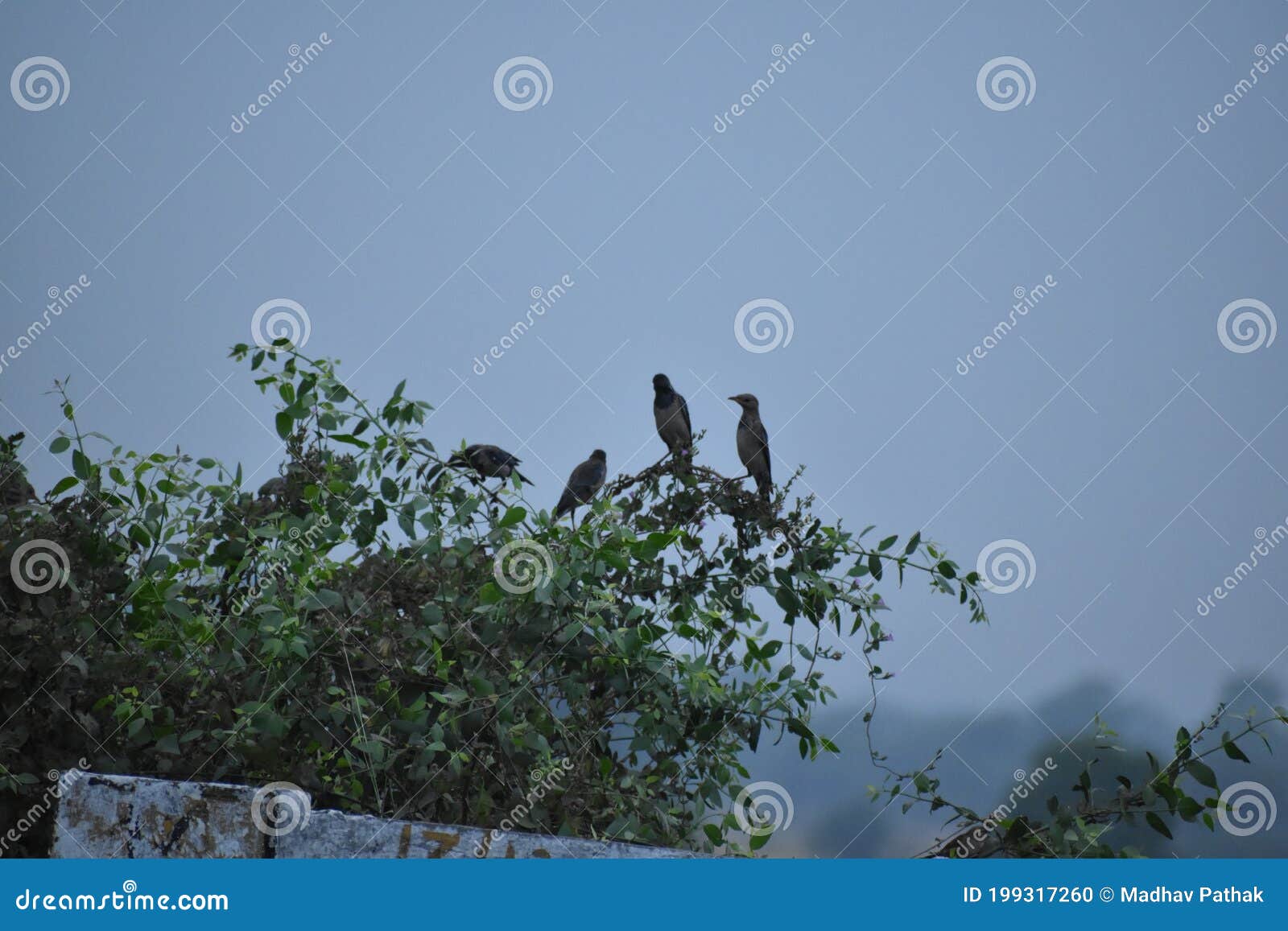 Birds sitting on tree stock photo. Image of wildlife - 199317260