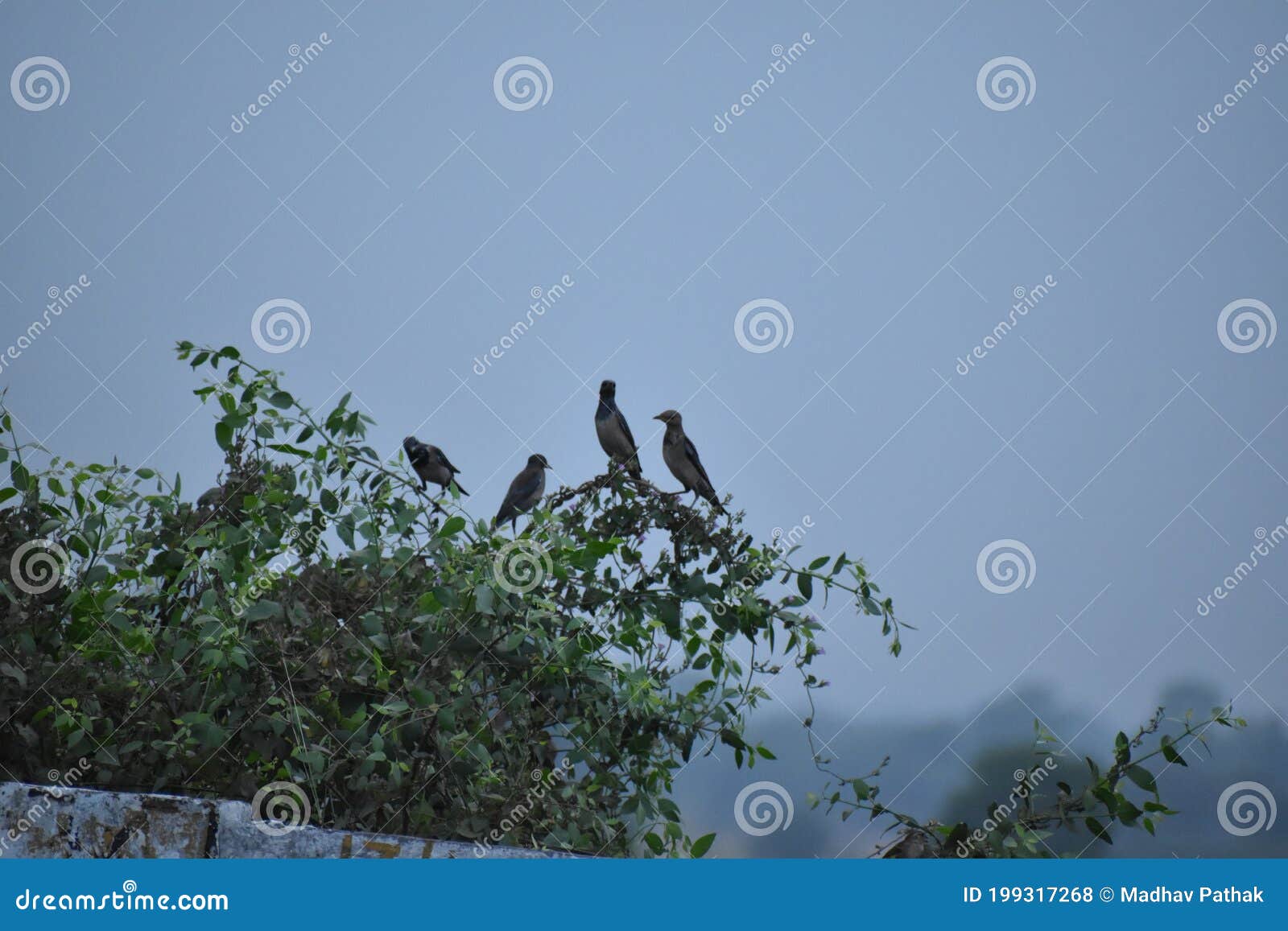 Birds sitting on tree stock photo. Image of leaf, branch - 199317268