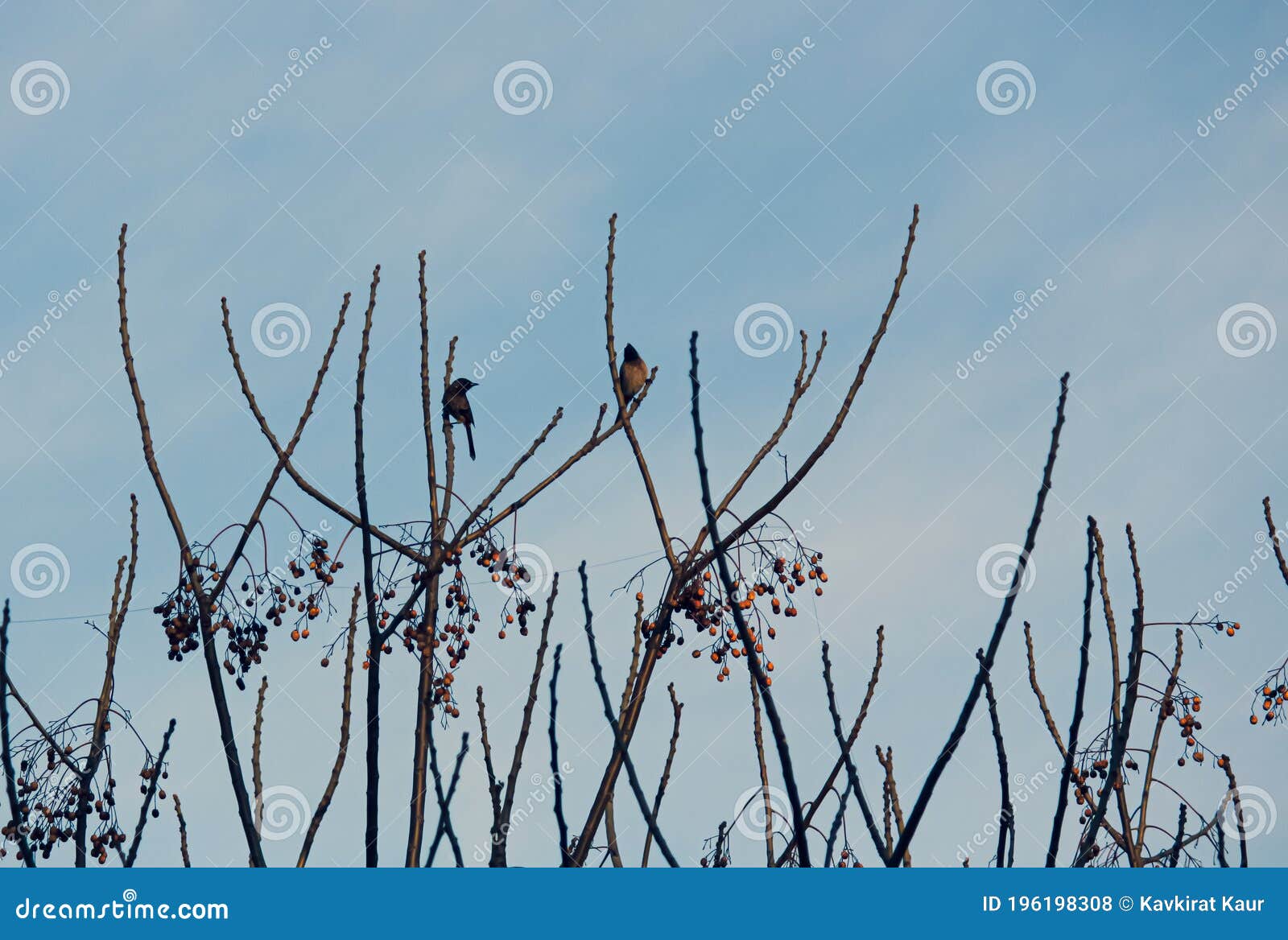 Birds sitting on the tree stock photo. Image of small - 196198308