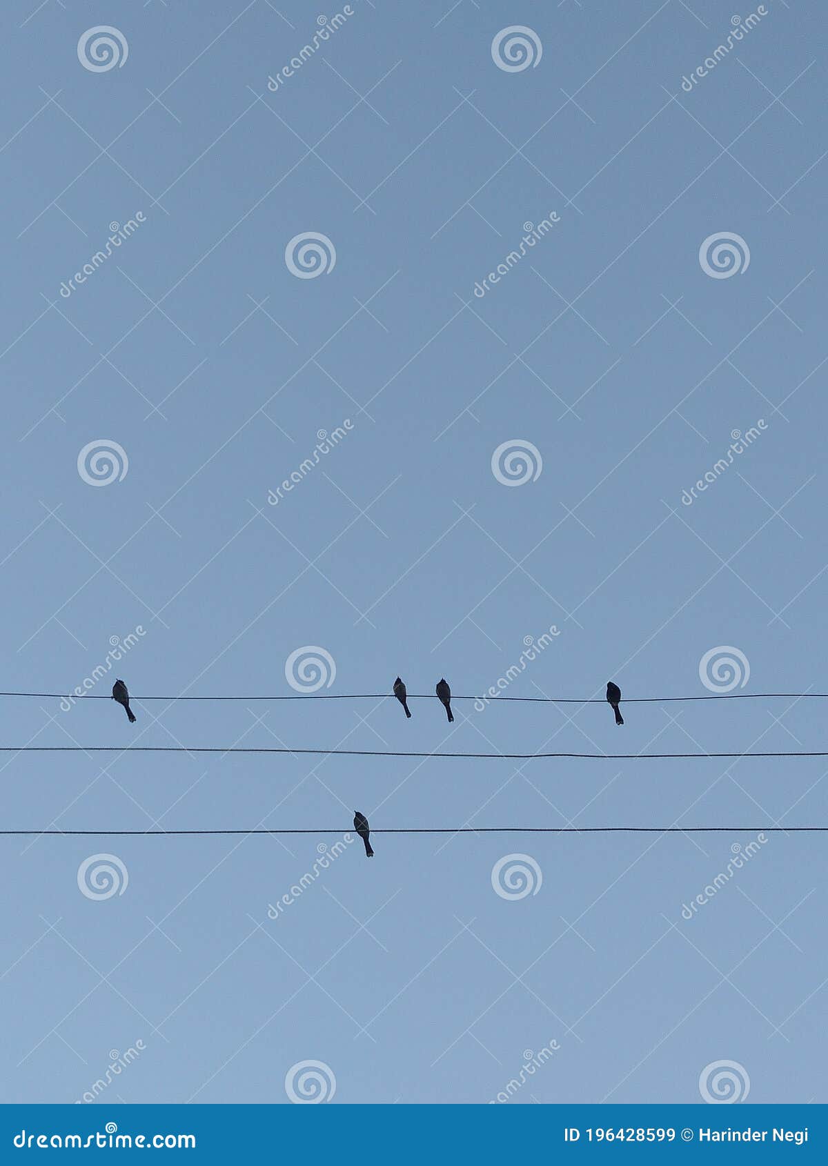 Birds Sitting on Wire from Bottom View Stock Image - Image of black ...