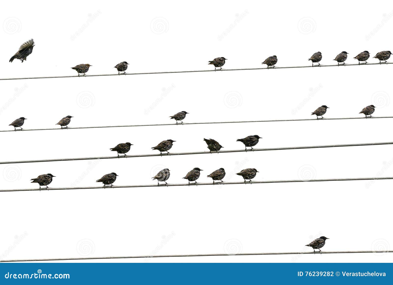 Birds In A Row Sitting In A Bamboo Near Dhaka City Bangladesh Royalty ...