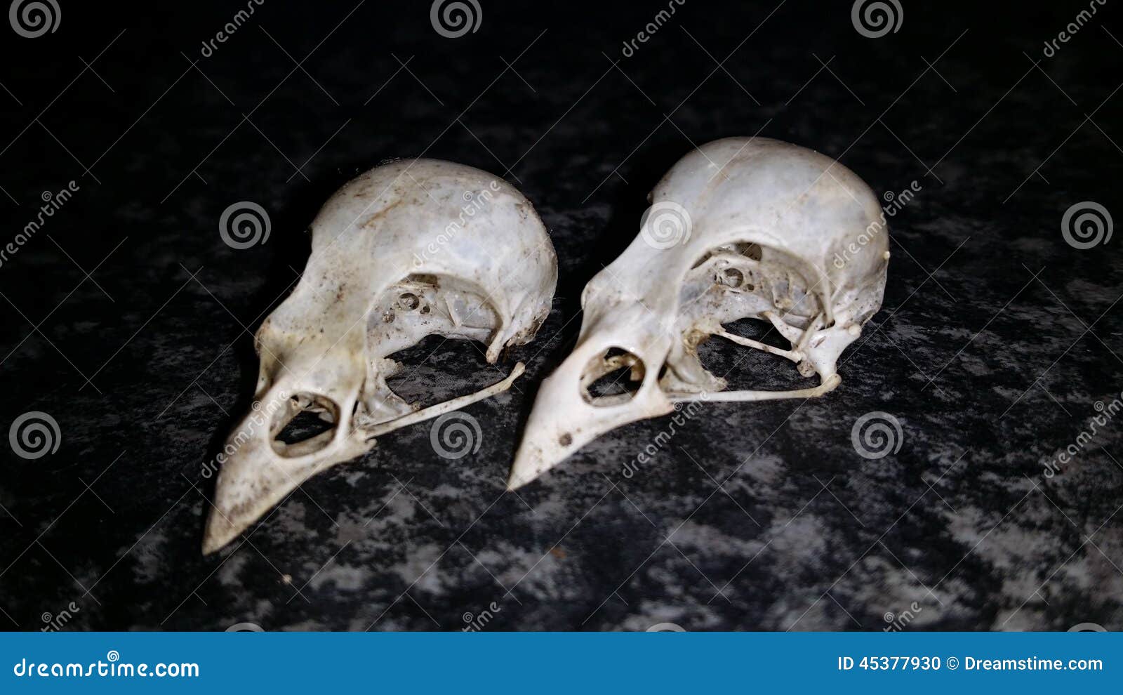 Birds skulls stock photo. Image of beaks, body, nature - 45377930