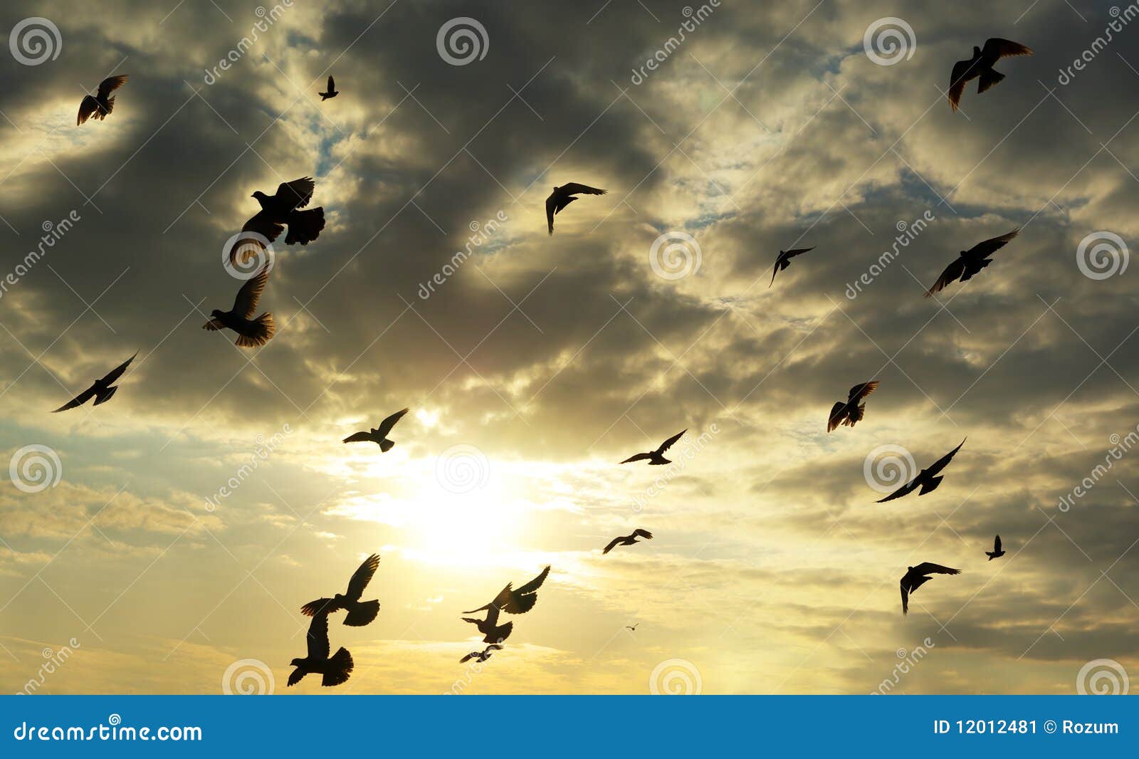 Birds in sky stock image. Image of flock, life, colorful - 12012481
