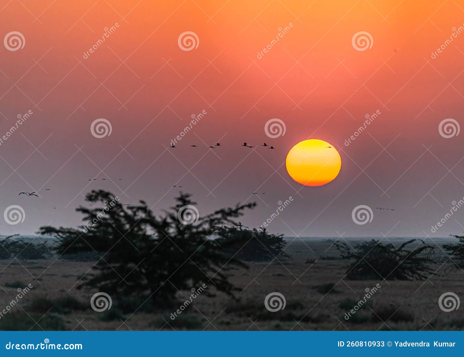 Birds in a Sky Against Rising Sun Stock Image - Image of animal, scenic ...