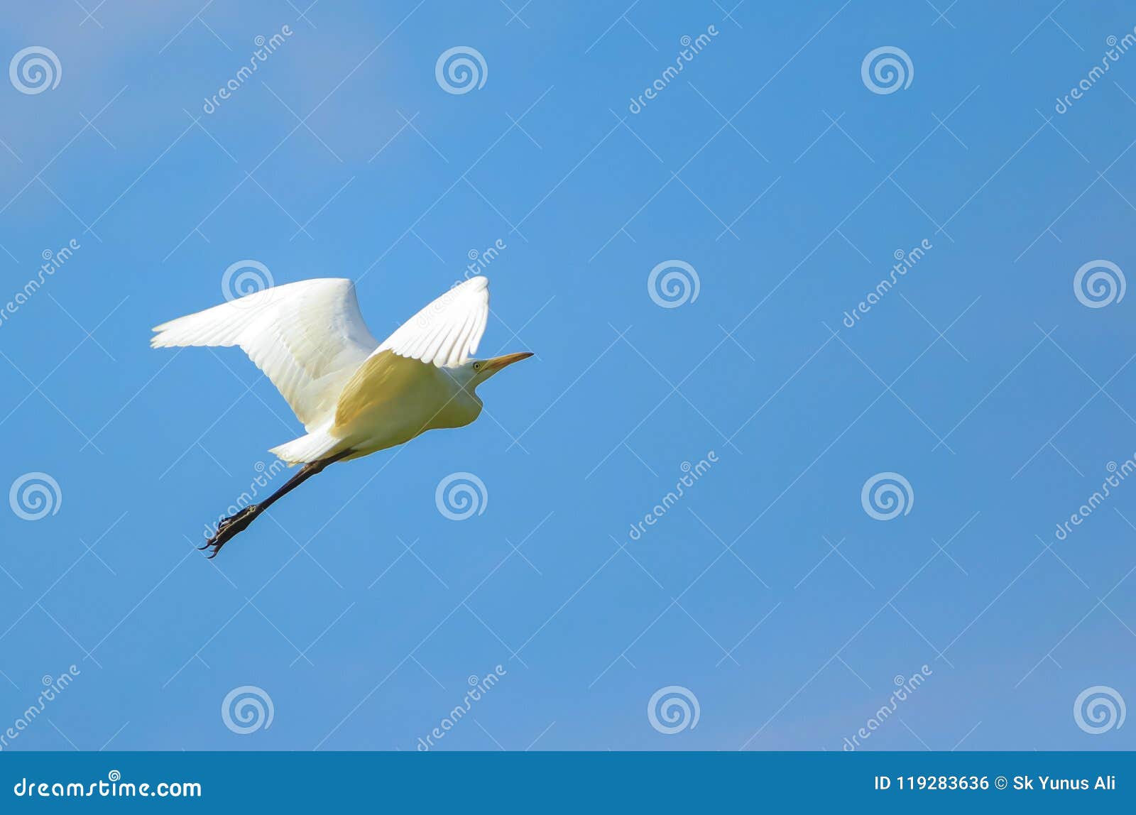 Birds in sky stock photo. Image of blue, bird, nature - 119283636