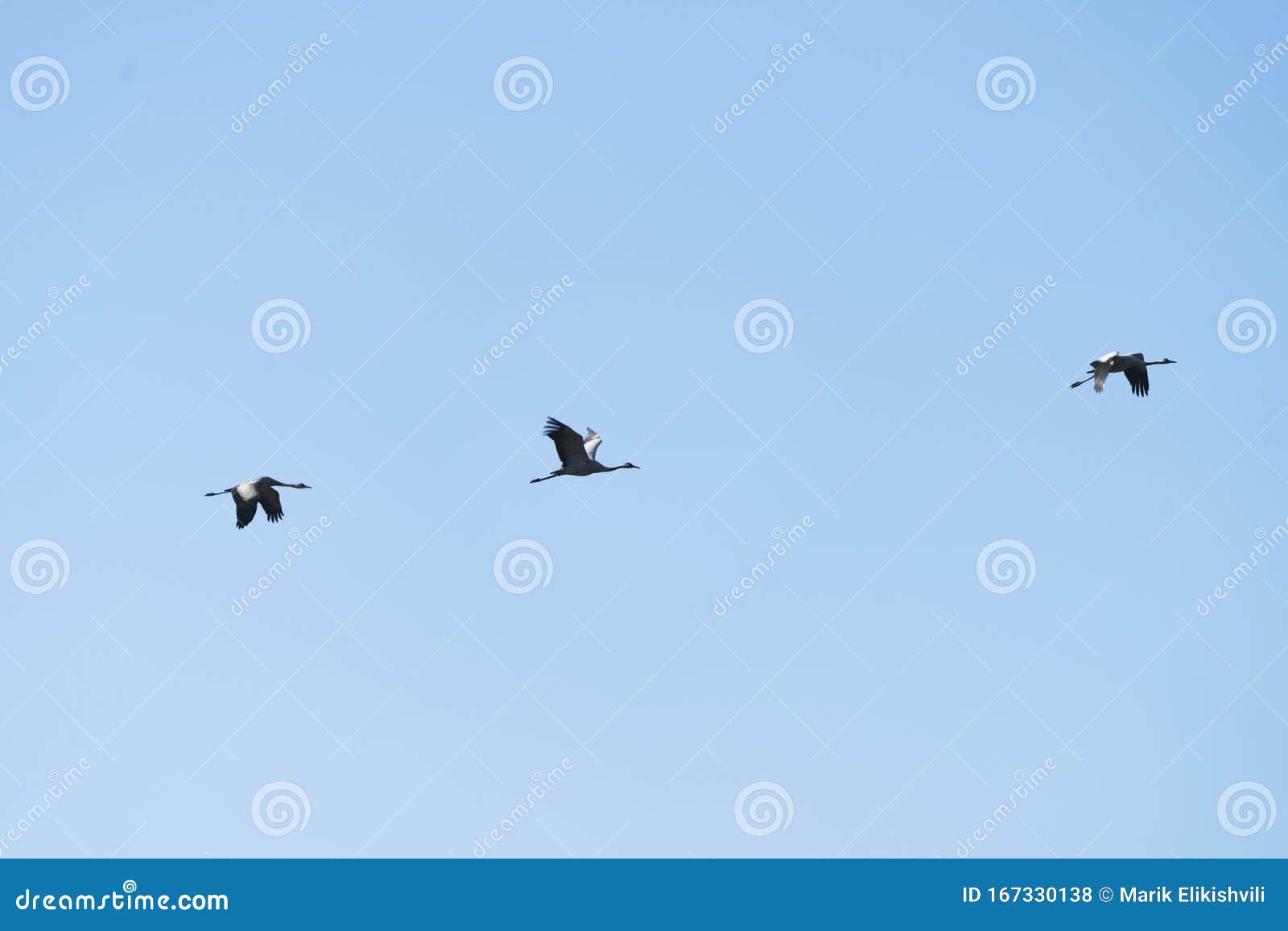 Birds in the sky stock photo. Image of background, mountains - 167330138