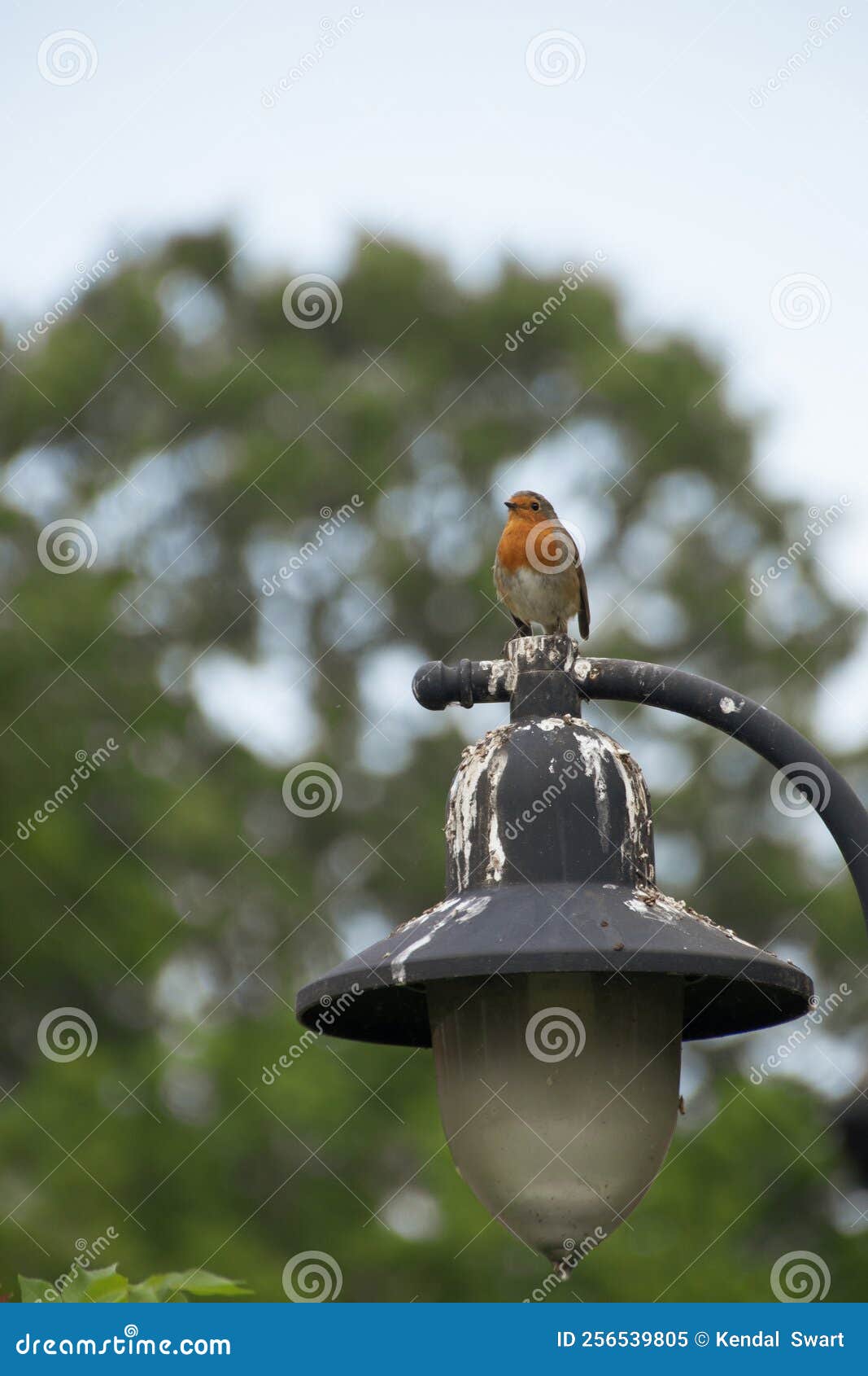 Birds stock image. Image of trees, daylight, pattern - 256539805