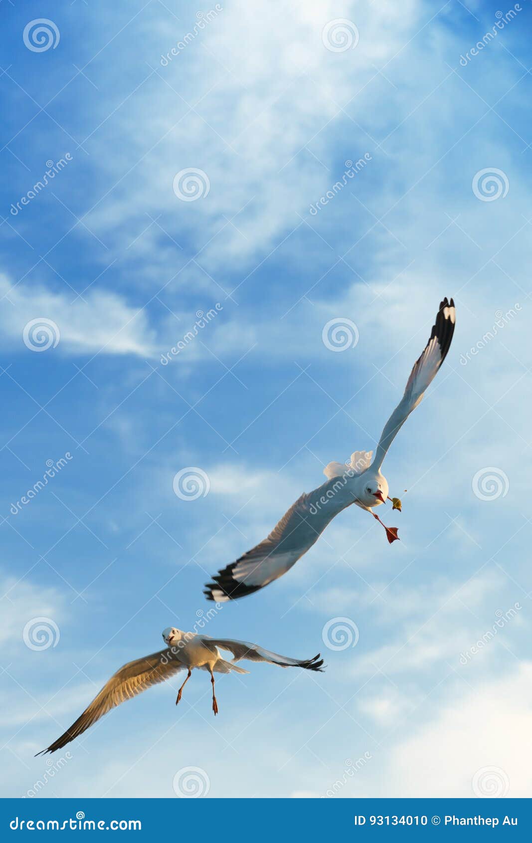 Birds Snatching Food in Sky Stock Photo - Image of hunt, freedom: 93134010