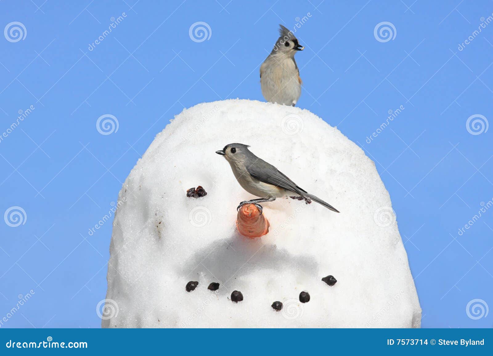 Birds on a Snowman stock photo. Image of freeze, bird - 7573714