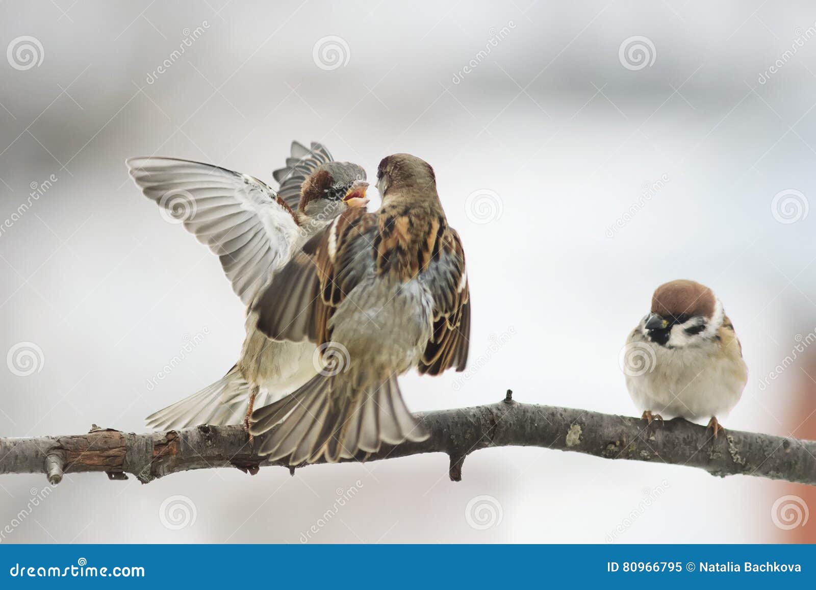 Birds Sparrow Argue on the Branch Flapping the Wings Stock Image ...