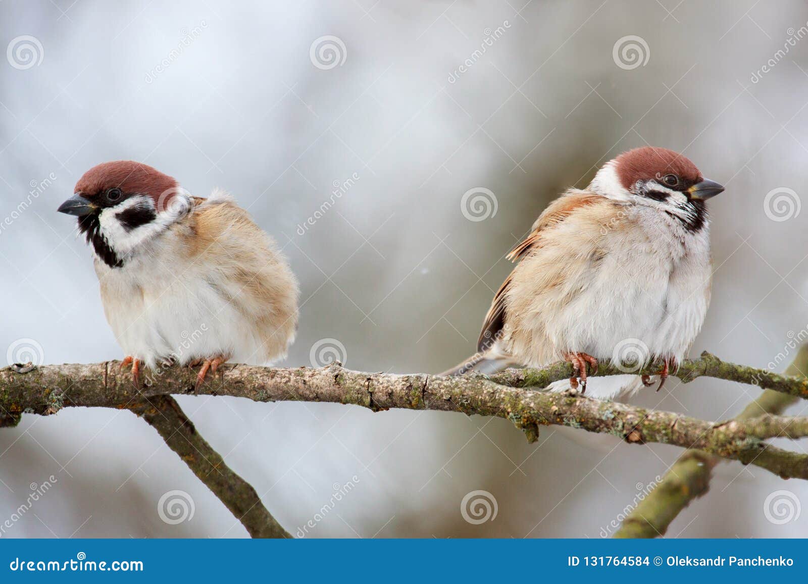 Birds Sparrows on a Branch in Spring Stock Photo - Image of sparrows ...