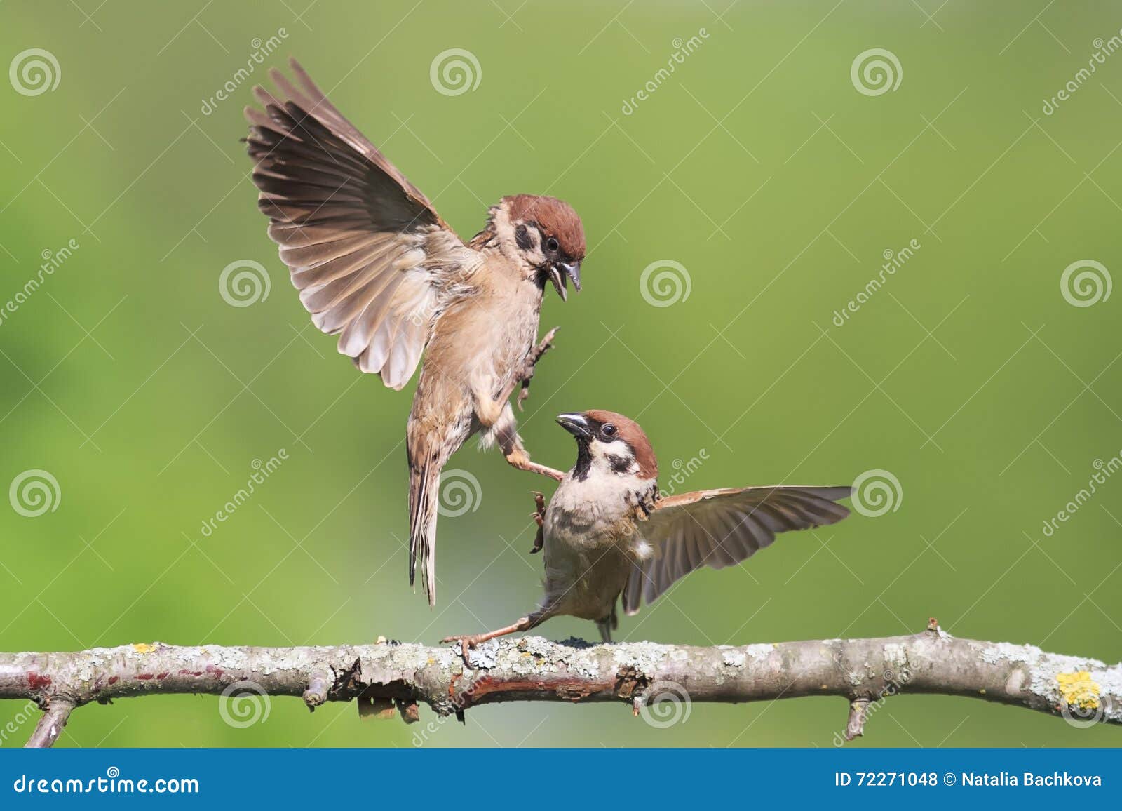 Birds Sparrows Fighting on a Tree Branch in Summer Stock Photo - Image ...