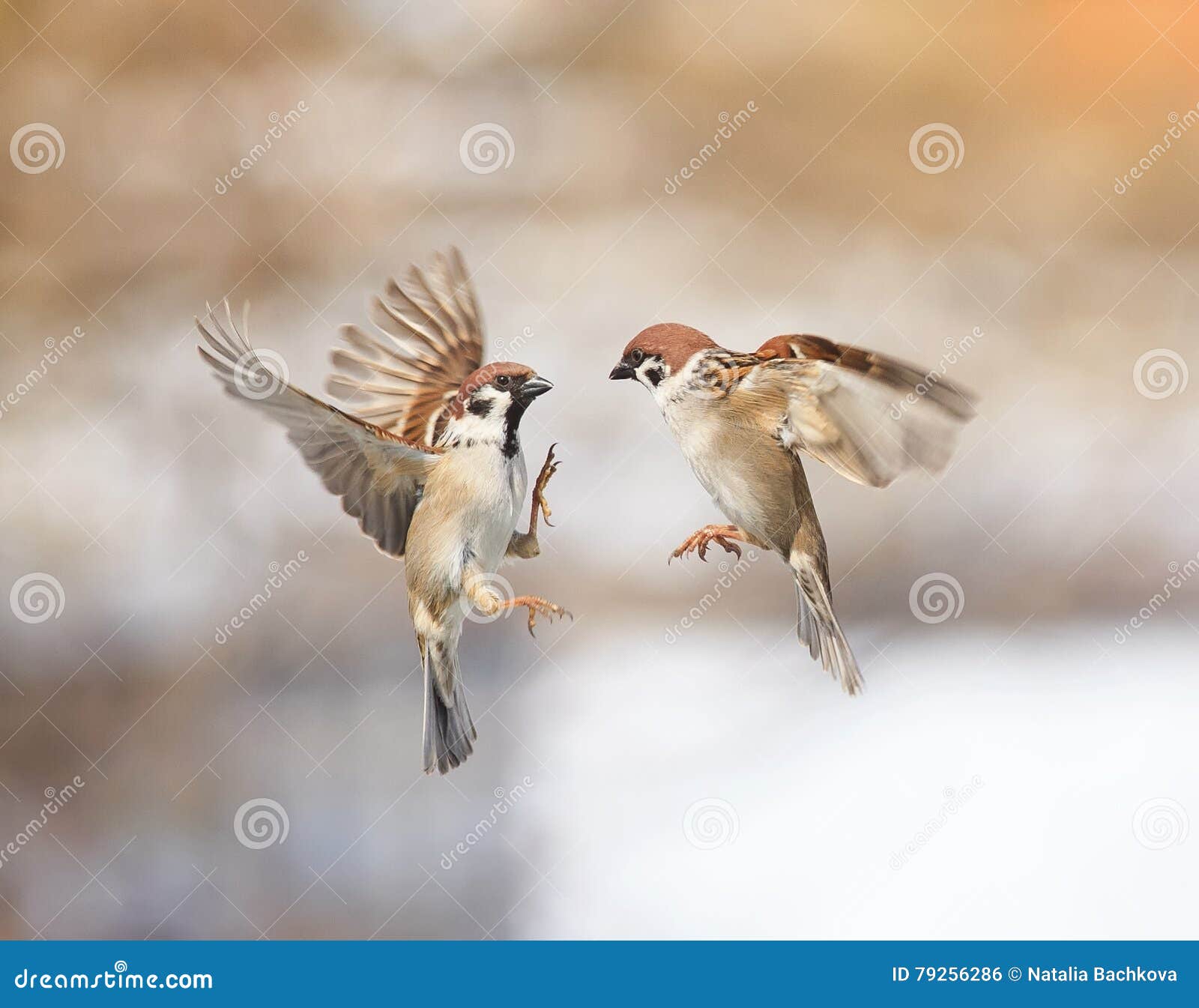 Birds Sparrows Flitting in the Air and Arguing in the Park Stock Photo ...