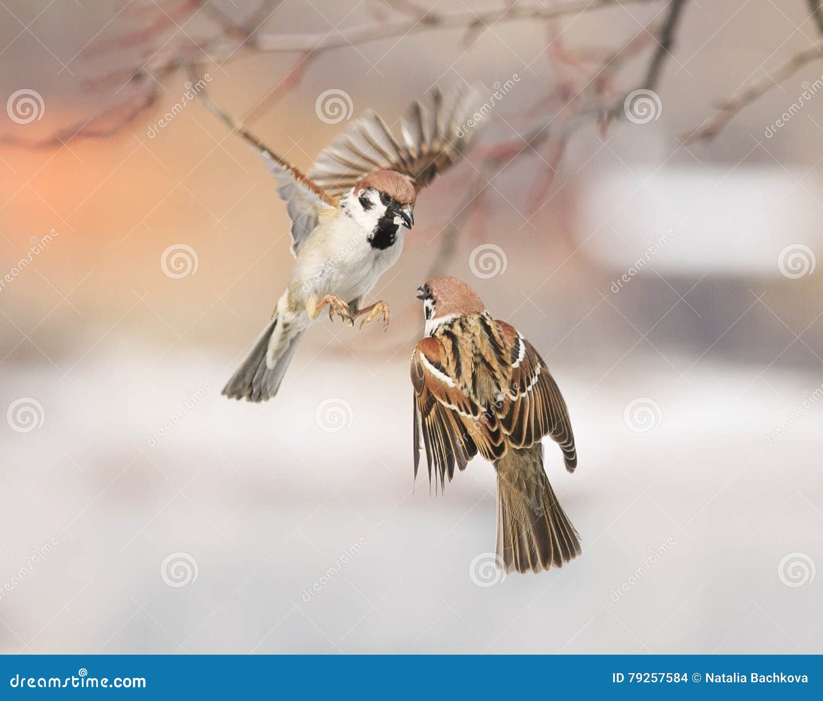 Birds Sparrows Flitting in the Air and Arguing in the Park Stock Photo ...