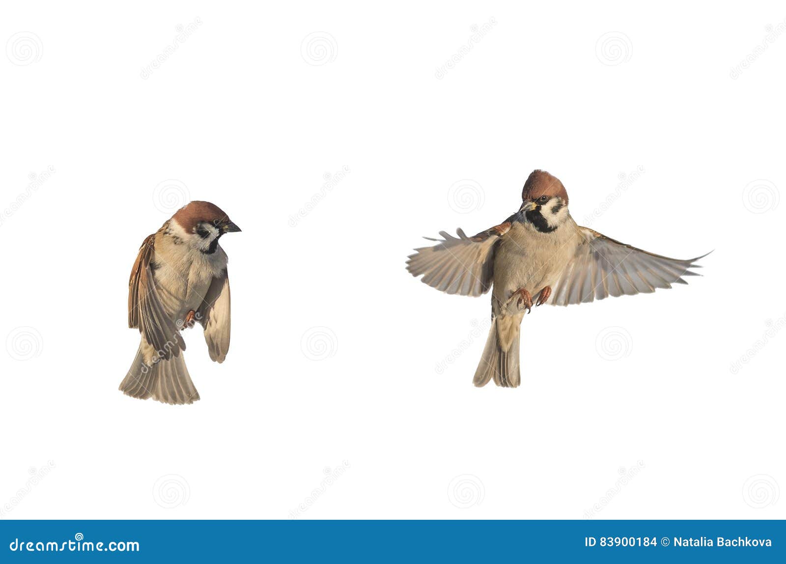 Two Sparrows On A White Background Royalty-Free Stock Photo ...