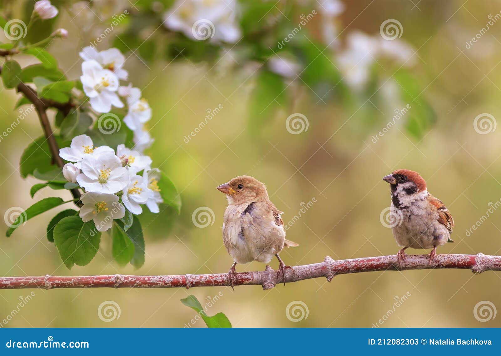 Birds Sparrows Sit in the Spring Sunny Blooming on the Branches of an ...