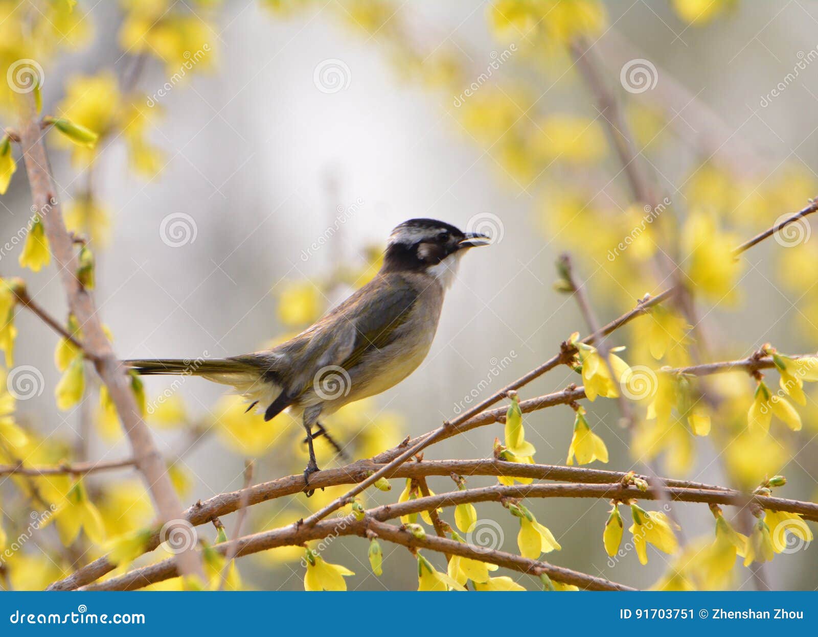 Birds in spring stock image. Image of animal, environmental - 91703751