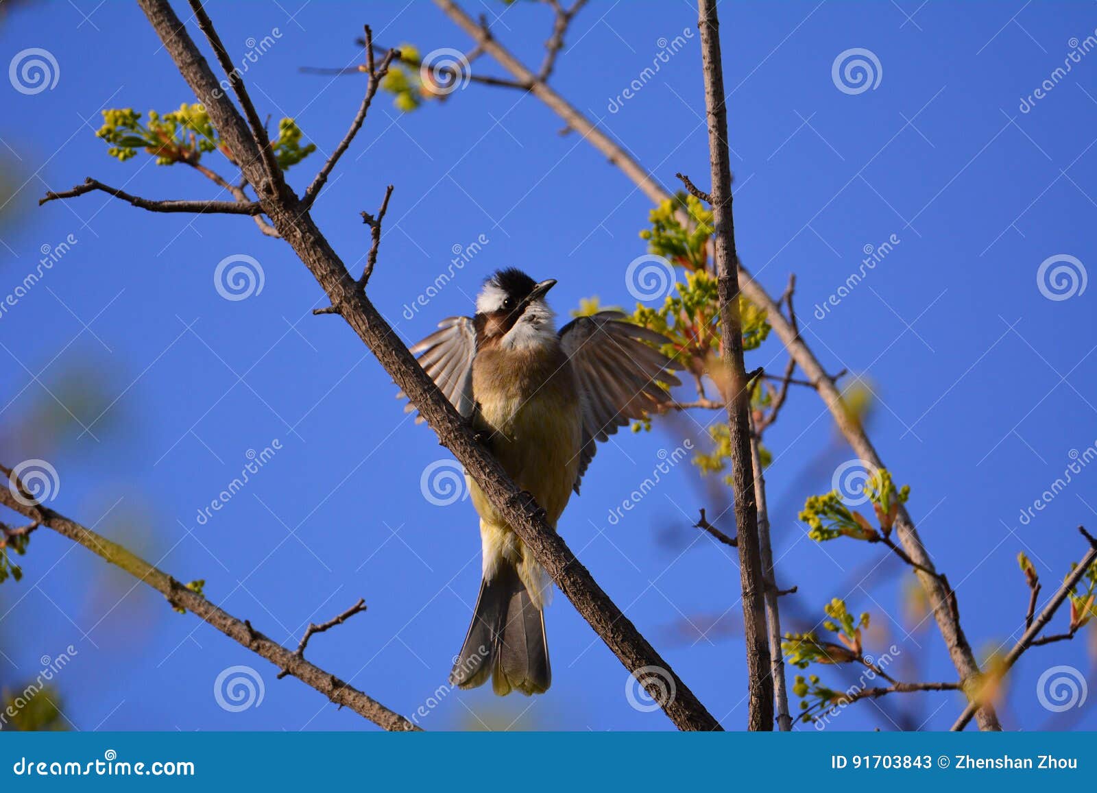 Birds in spring stock image. Image of peacock, nature - 91703843