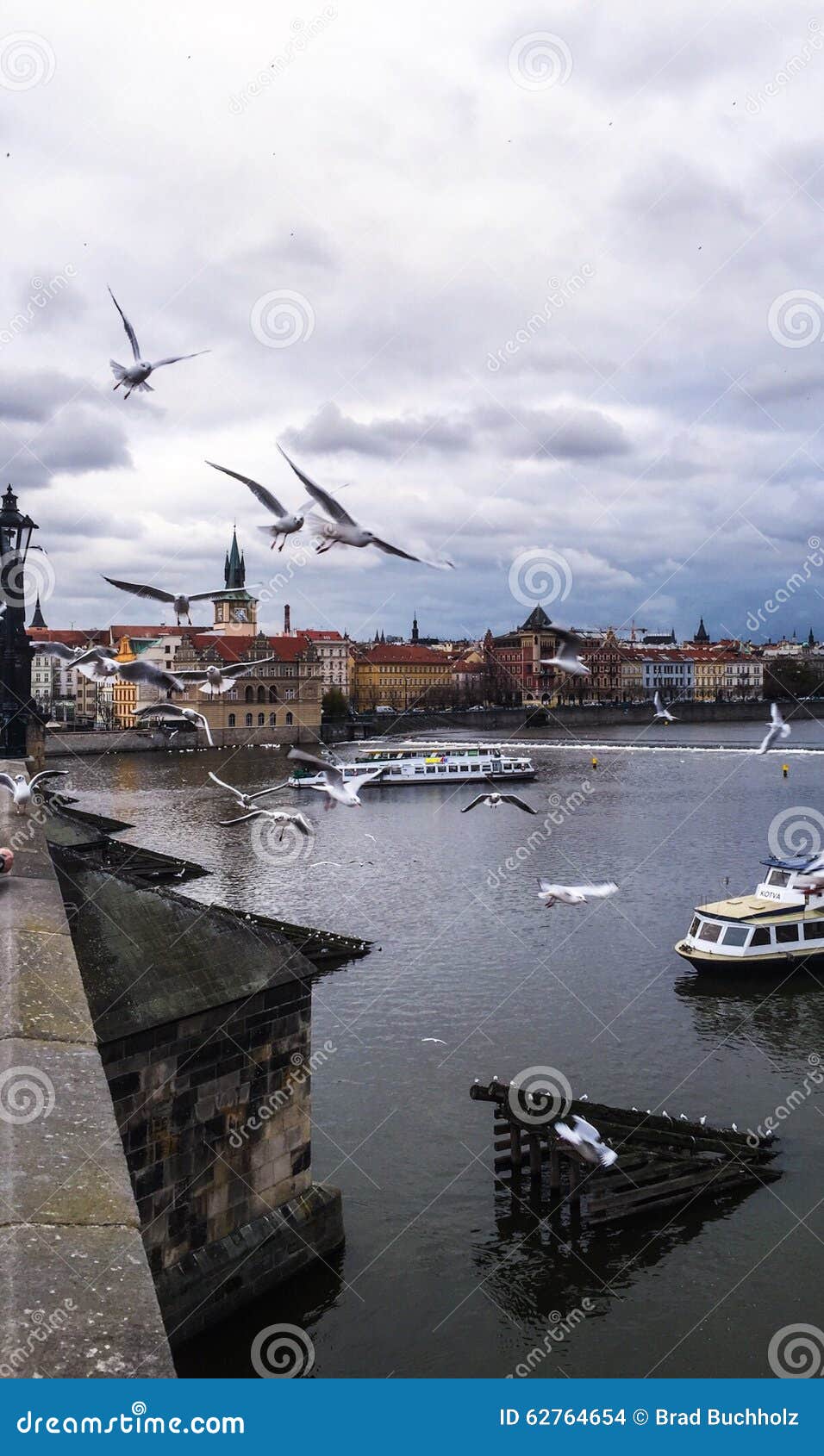 Birds on the St Charles Bridge Editorial Stock Image - Image of river ...