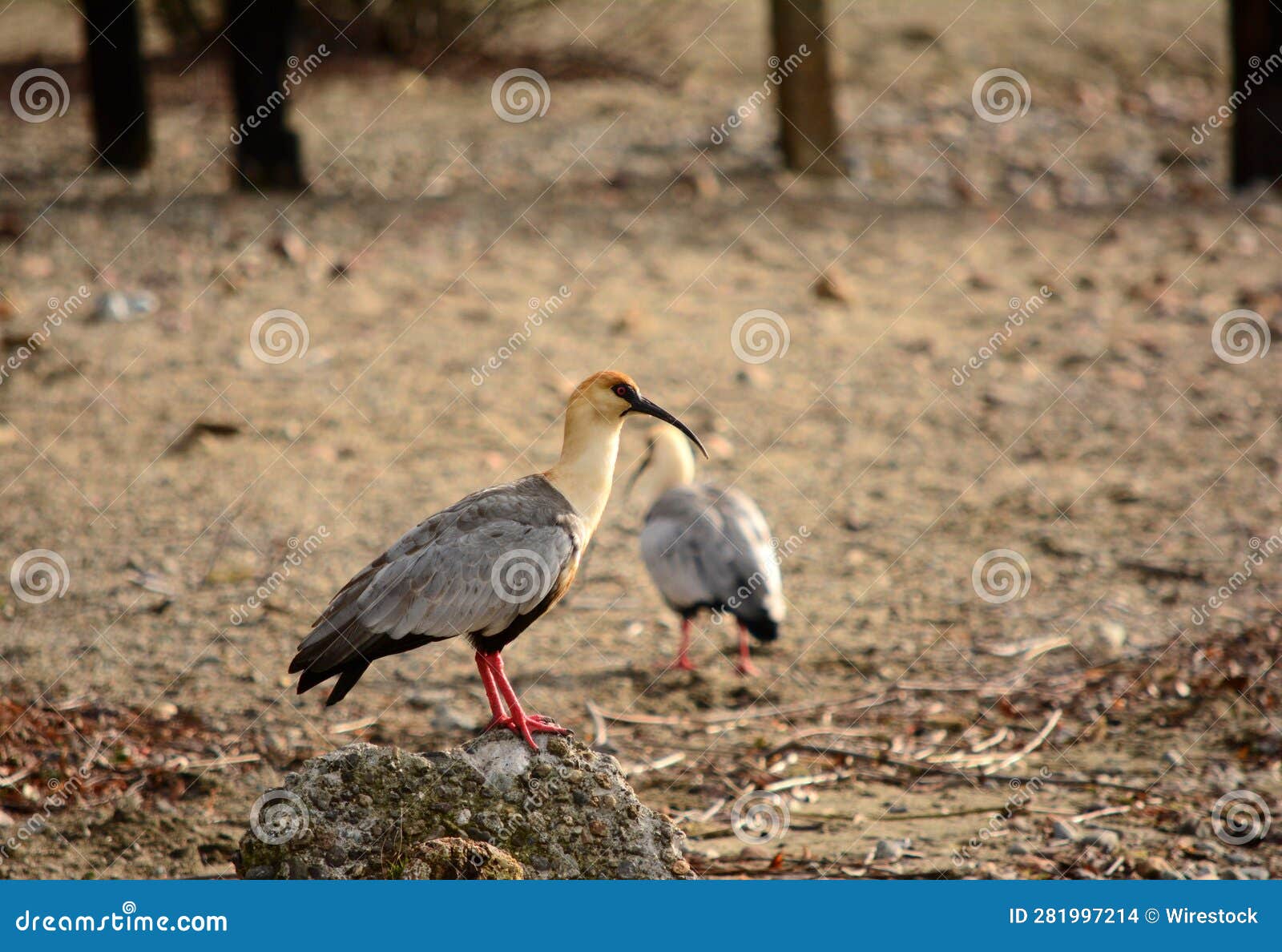 Birds Stand on a Rocky Outcropping in the Forest Stock Photo - Image of ...