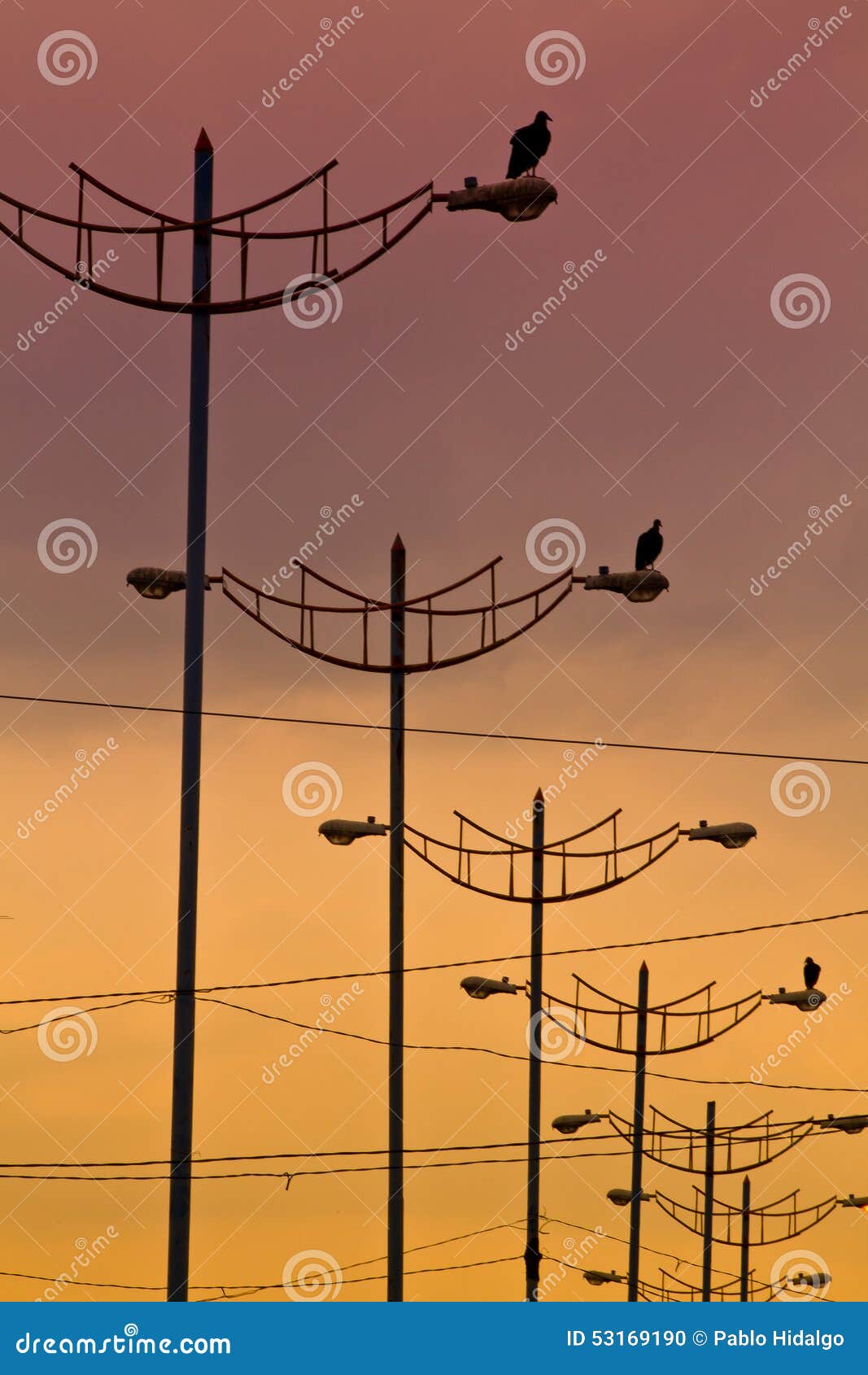 Birds Standing on Light Posts during Sunset Stock Photo - Image of ...