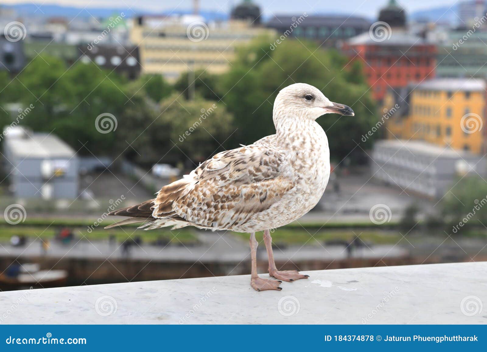 Birds Standing on the Roof Terrace Stock Photo - Image of outdoor ...