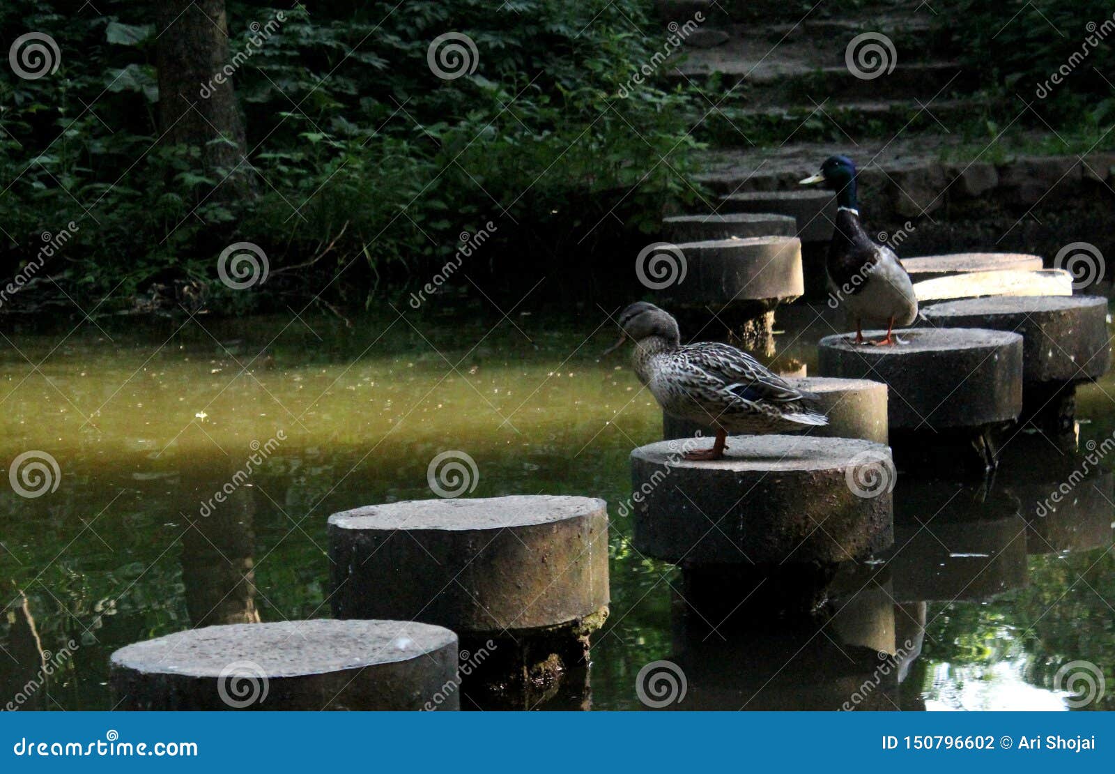 Birds Standing on a Water Bridge Stock Photo - Image of bridge, nature ...