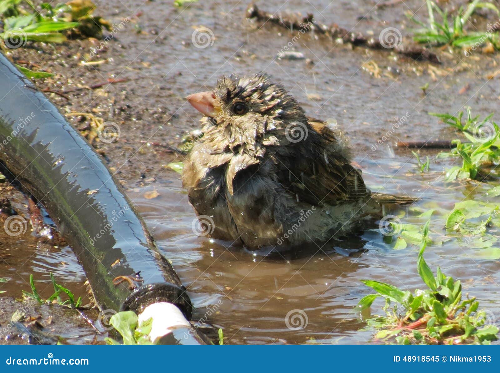 Birds of the steppes stock image. Image of lake, birds - 48918545