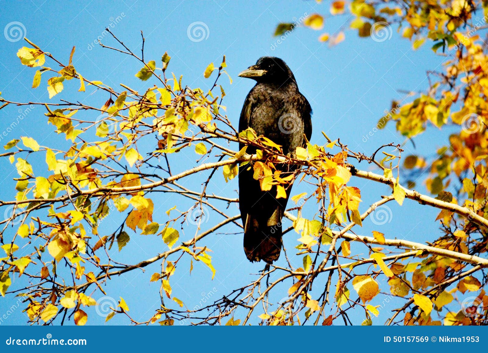 Birds of the steppes stock image. Image of sail, ducks - 50157569
