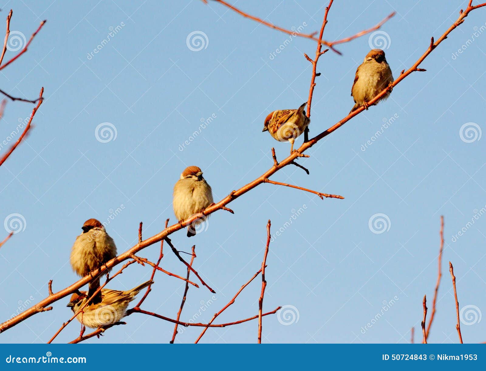 Birds of the steppes stock image. Image of black, fauna - 50724843