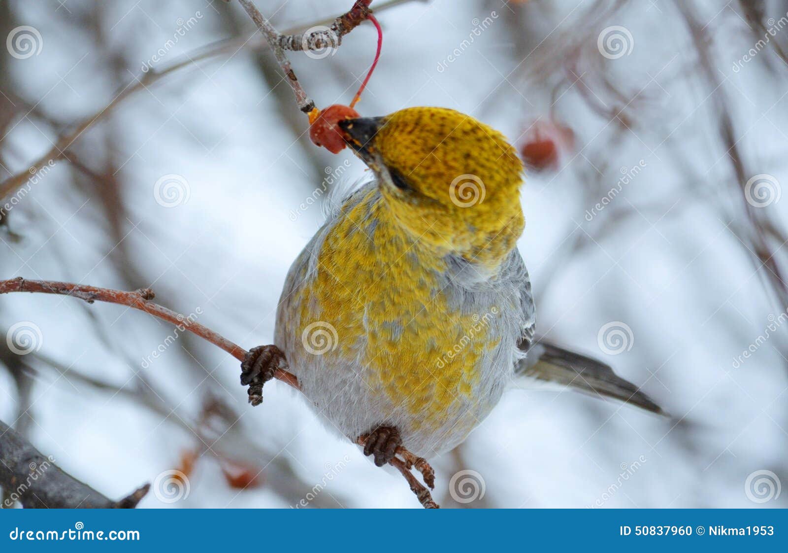 Birds of the steppes stock photo. Image of jack, river - 50837960