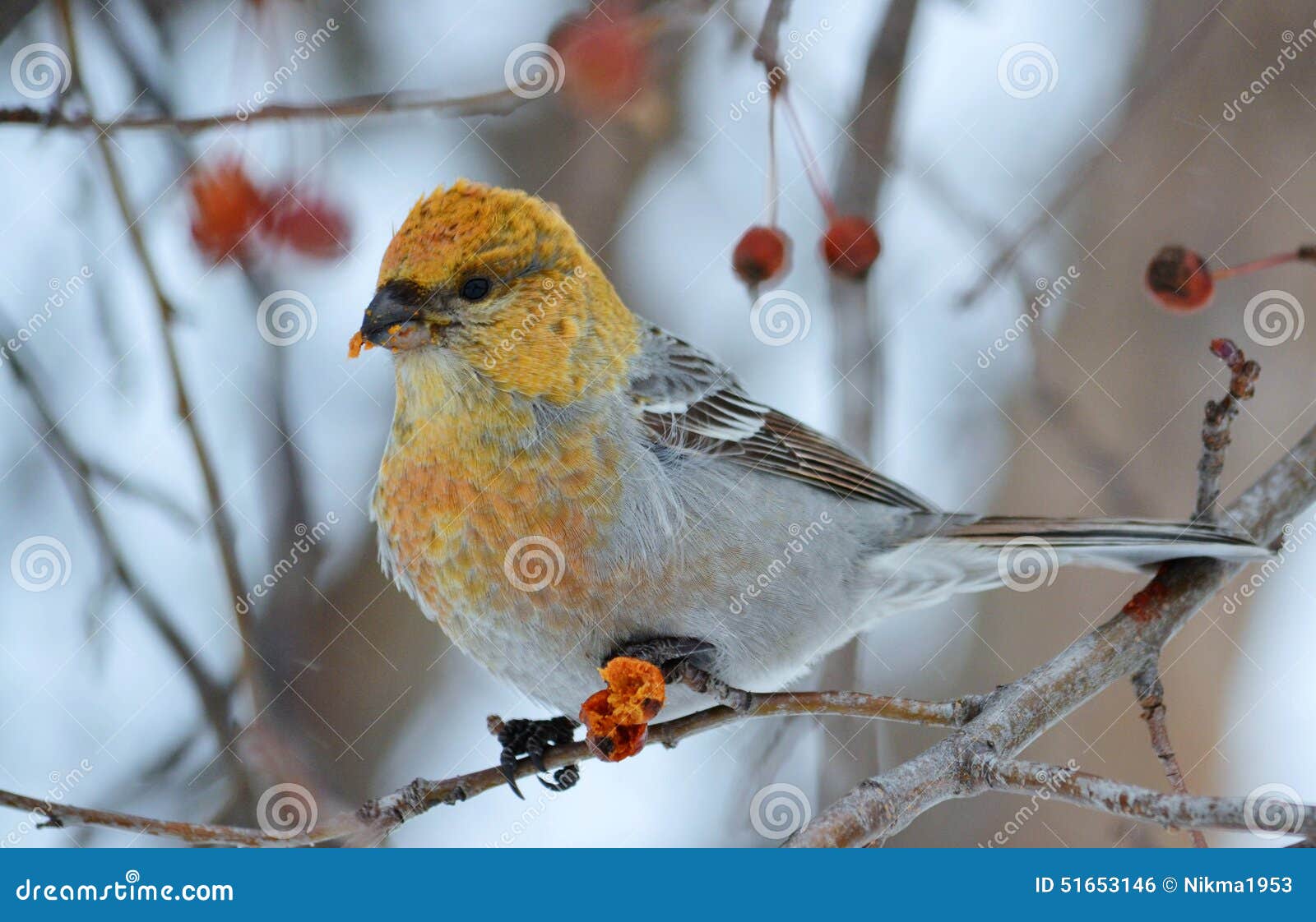 Birds of the steppes stock photo. Image of crane, flight - 51653146