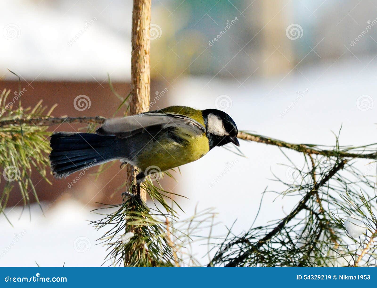 Birds of the steppes stock image. Image of lake, rooks - 54329219