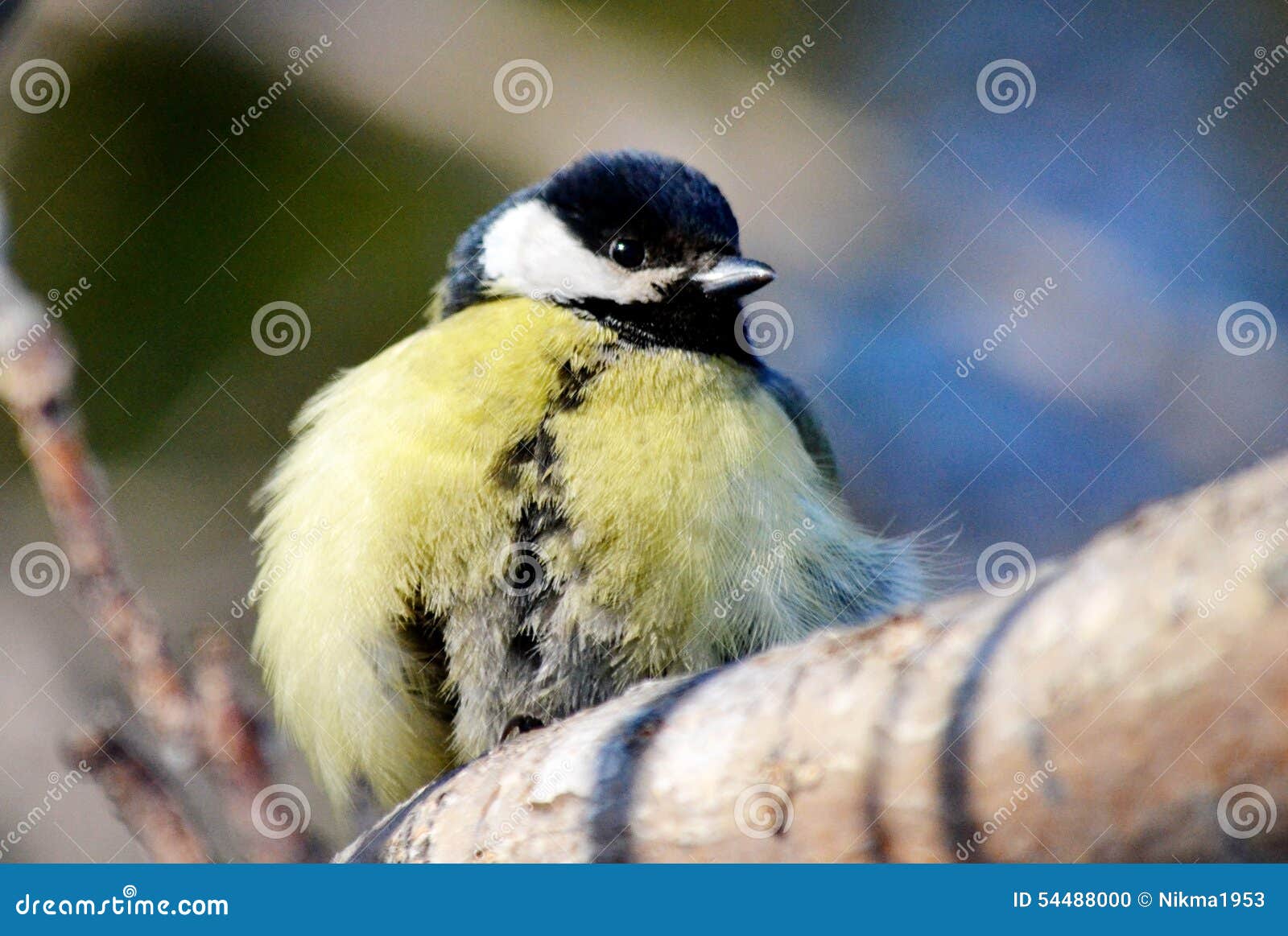 Birds of the steppes stock photo. Image of kites, jack - 54488000