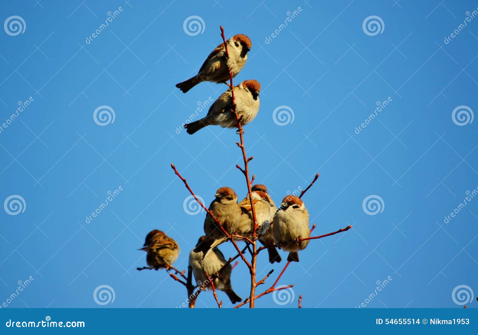 Birds of the steppes stock photo. Image of jack, altaya - 54655514