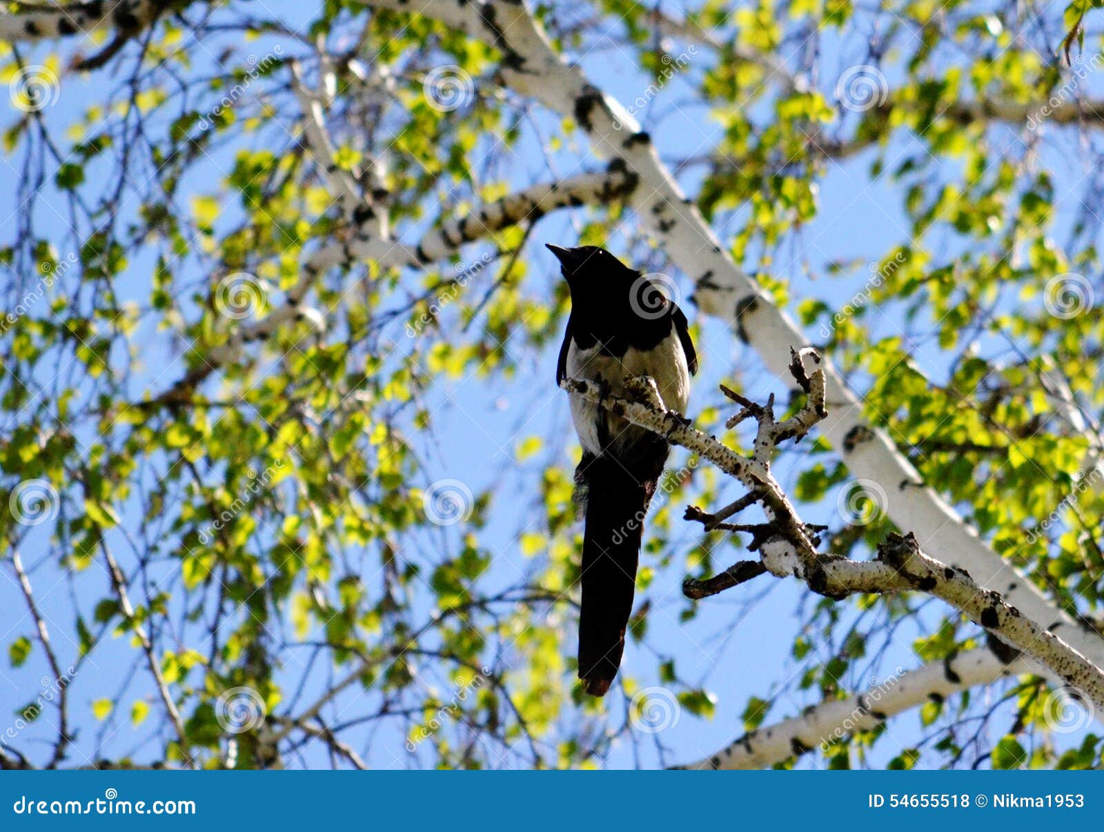 Birds of the steppes stock photo. Image of river, ducks - 54655518