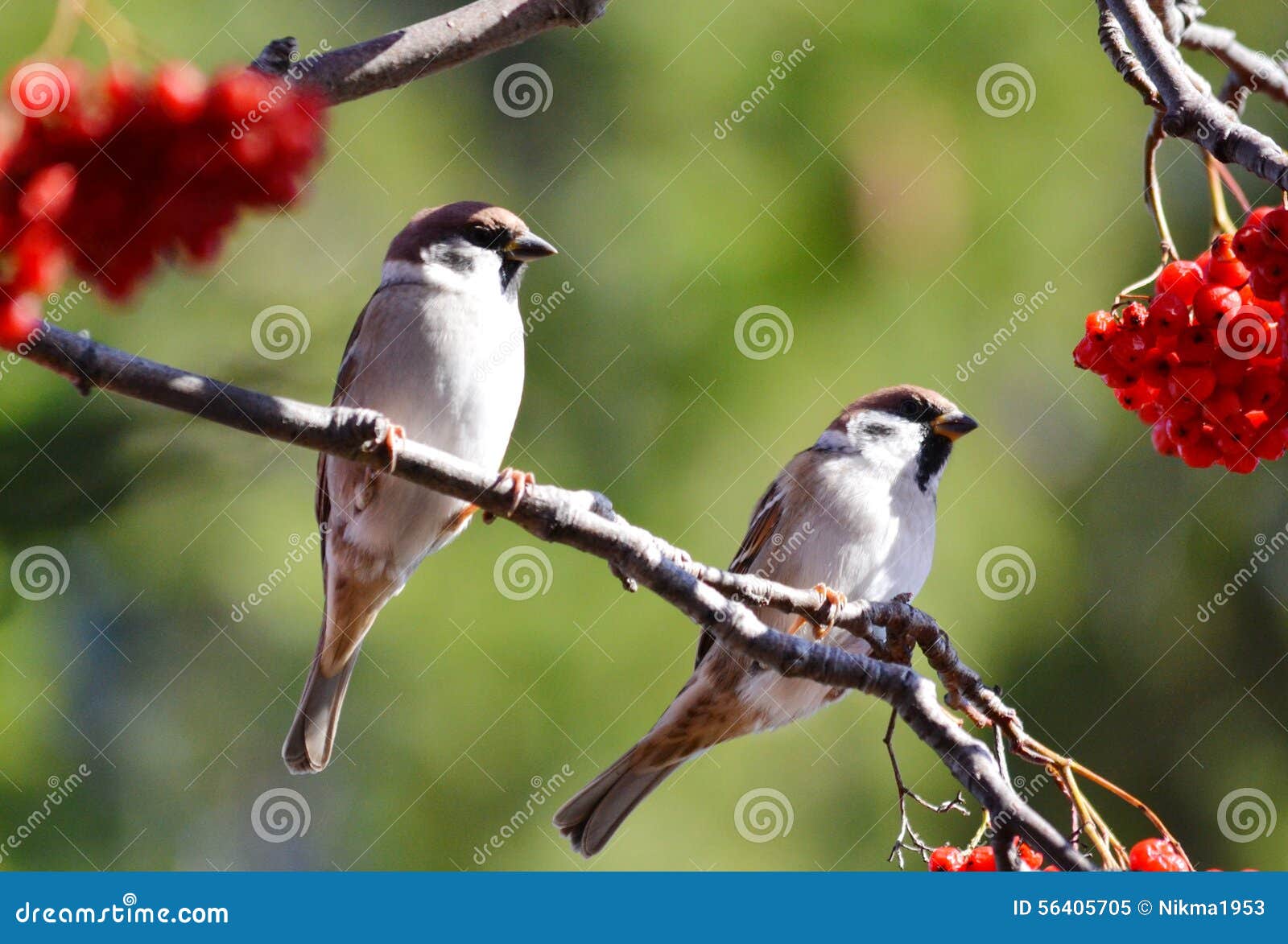 Birds of the steppes stock image. Image of ducks, lake - 56405705