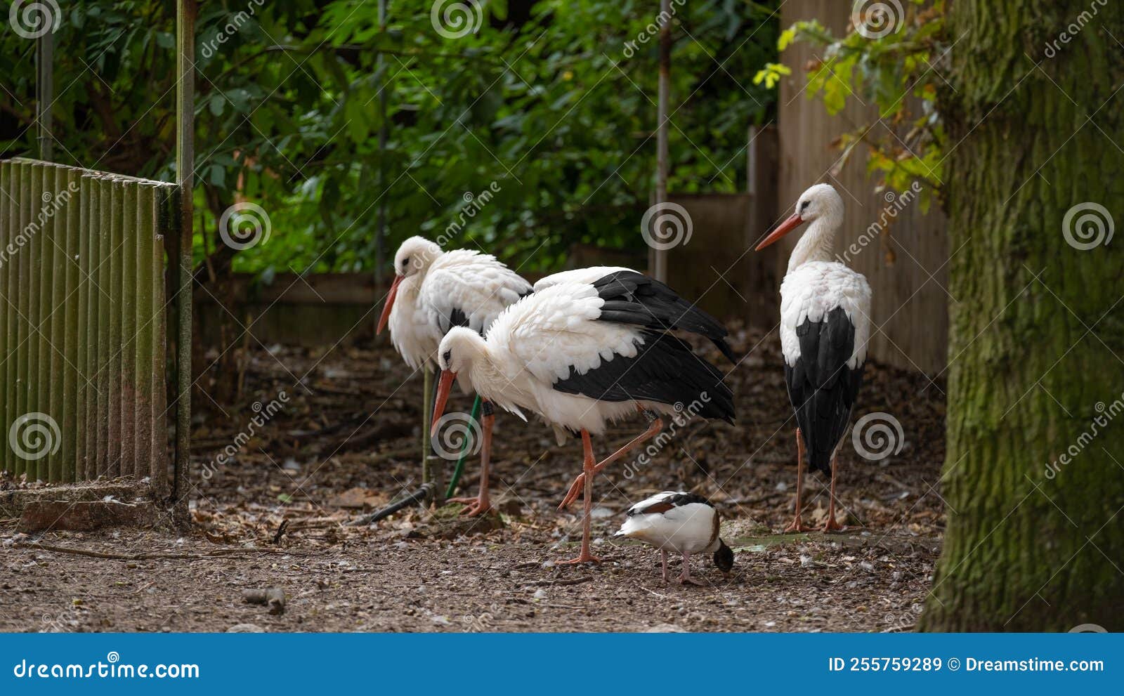 Birds Storks and Duck in the Park.Black and White Large Storks in the ...